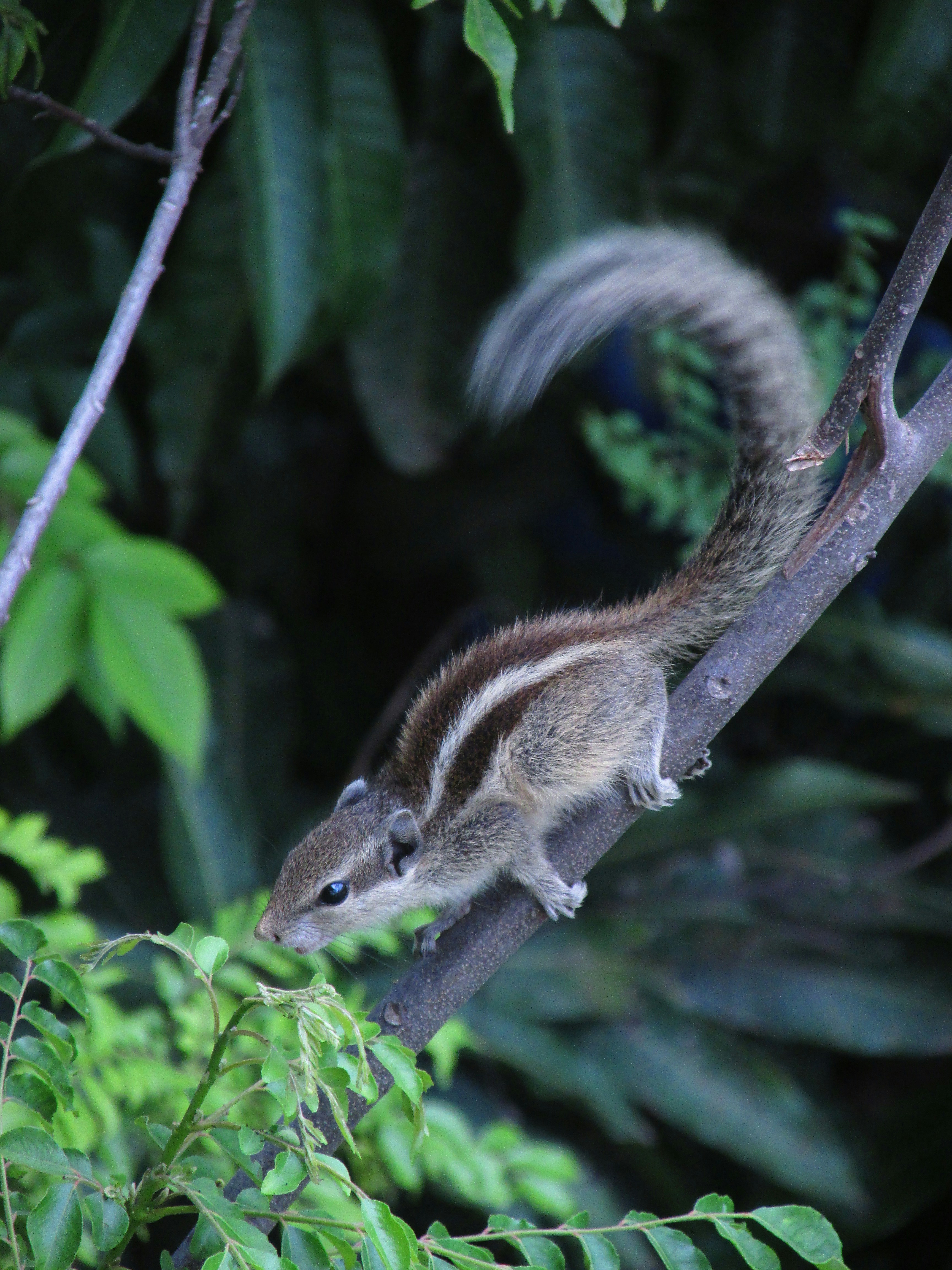 Squirrel poised on a tree branch, surrounded by lush green leaves against a forest backdrop.