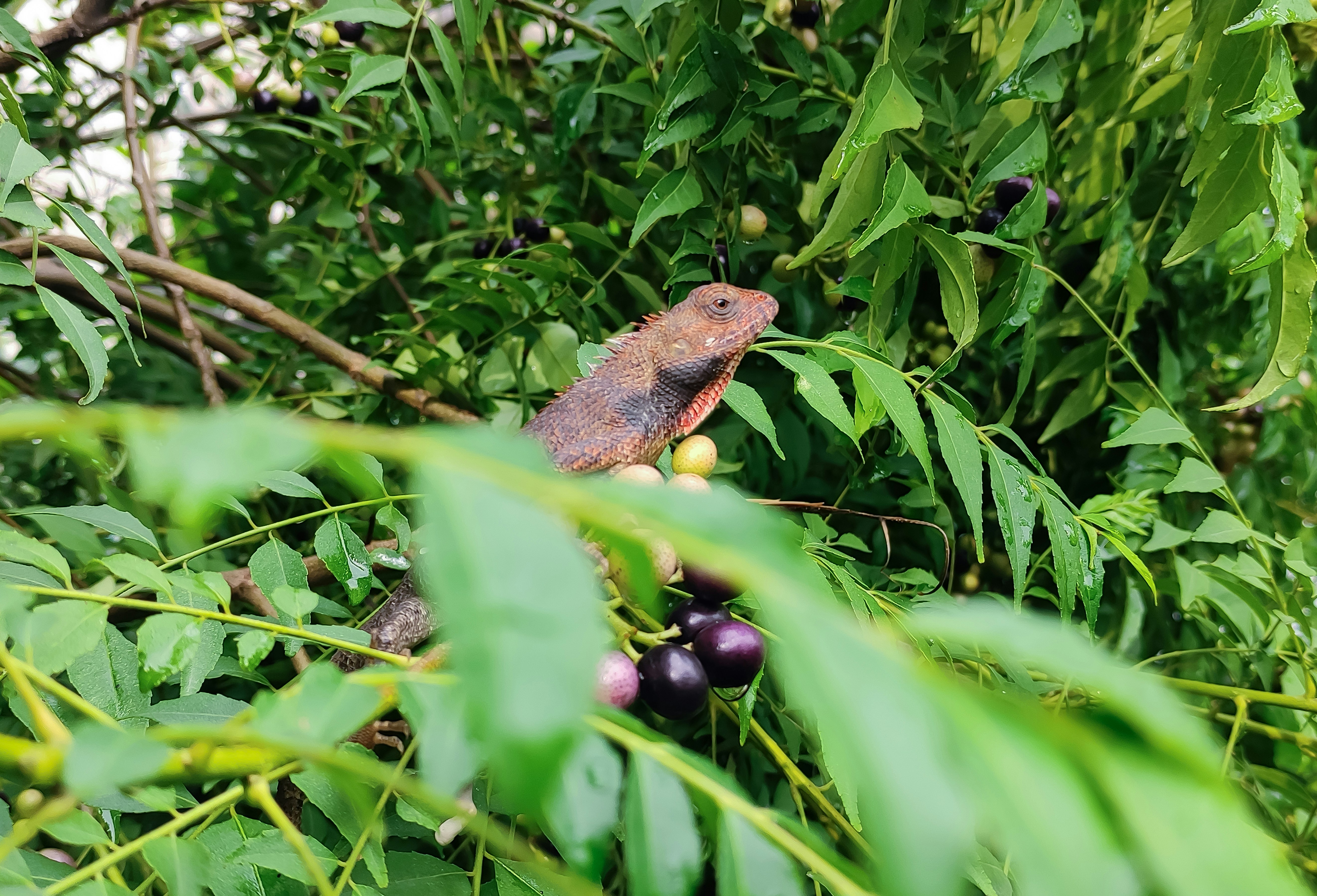 Brown lizard perched among lush green leaves with dark-purple berries, framed by dense foliage.