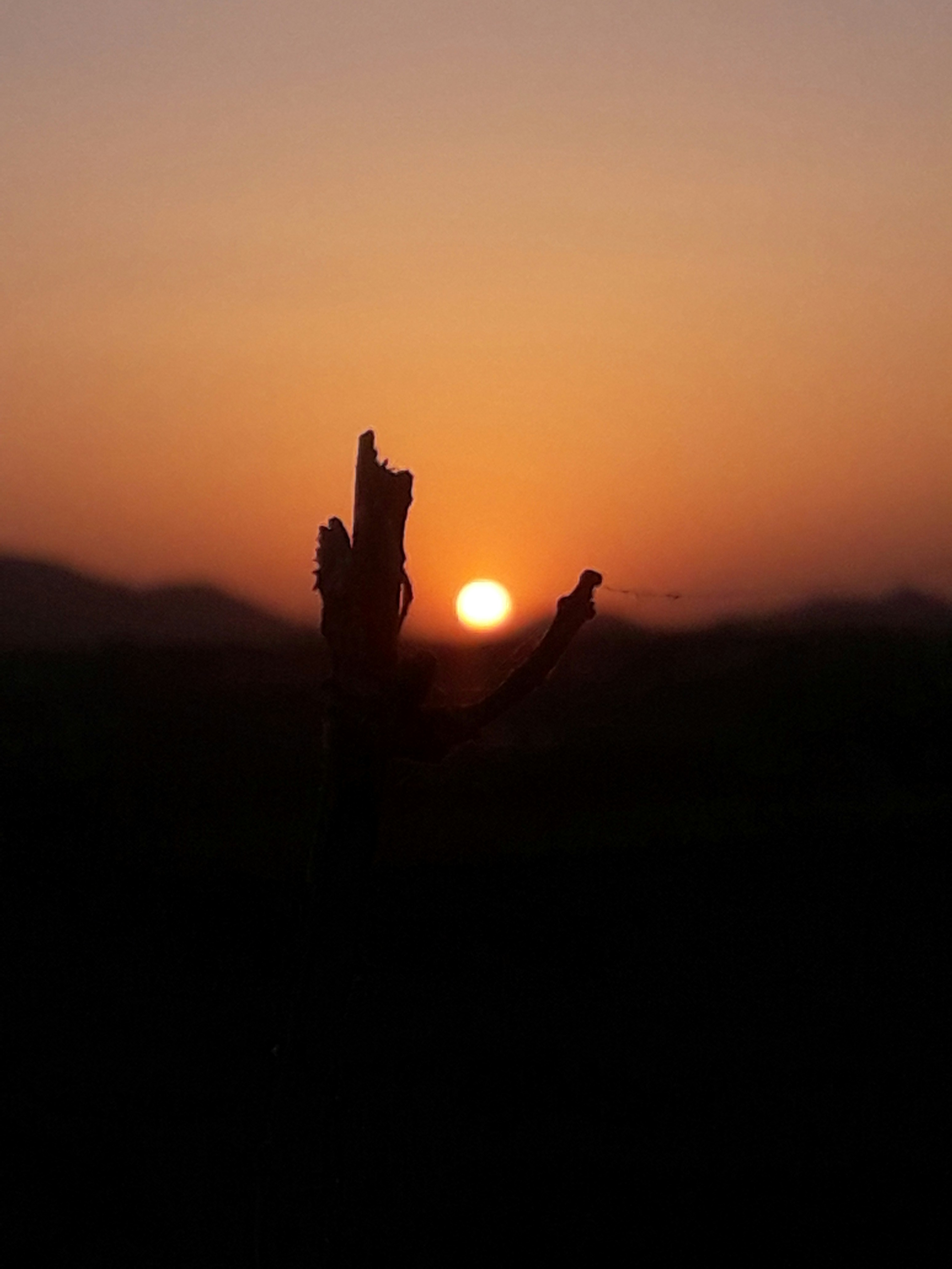 Warm orange sunset silhouettes a dry plant against a flat horizon, emphasizing the quiet contrast between foreground silhouette and glowing sky.