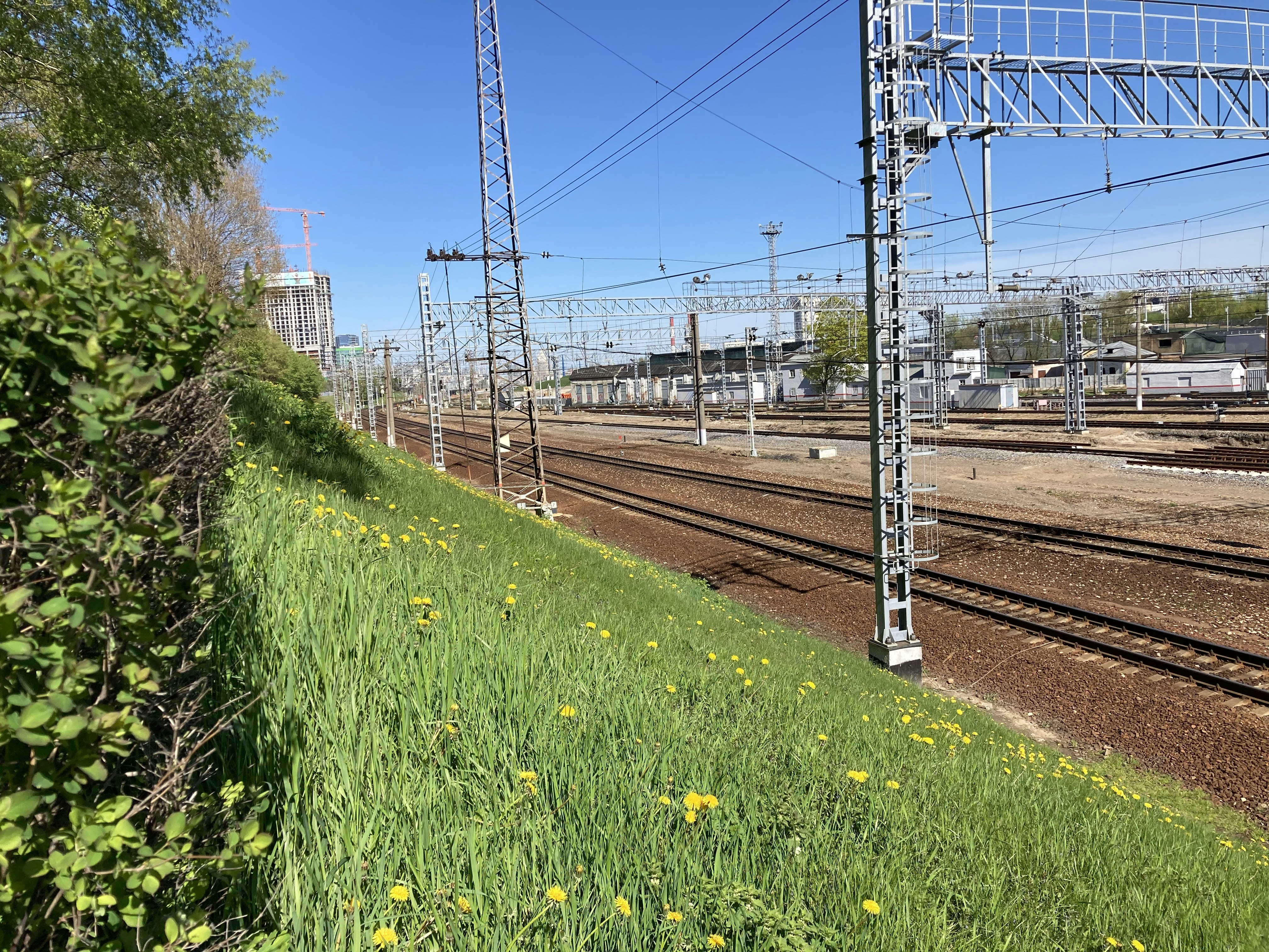 Lush green grass and dandelions line the edge of a railway, showcasing a blend of nature and modern transportation. The clear blue sky enhances the scene's vibrancy.