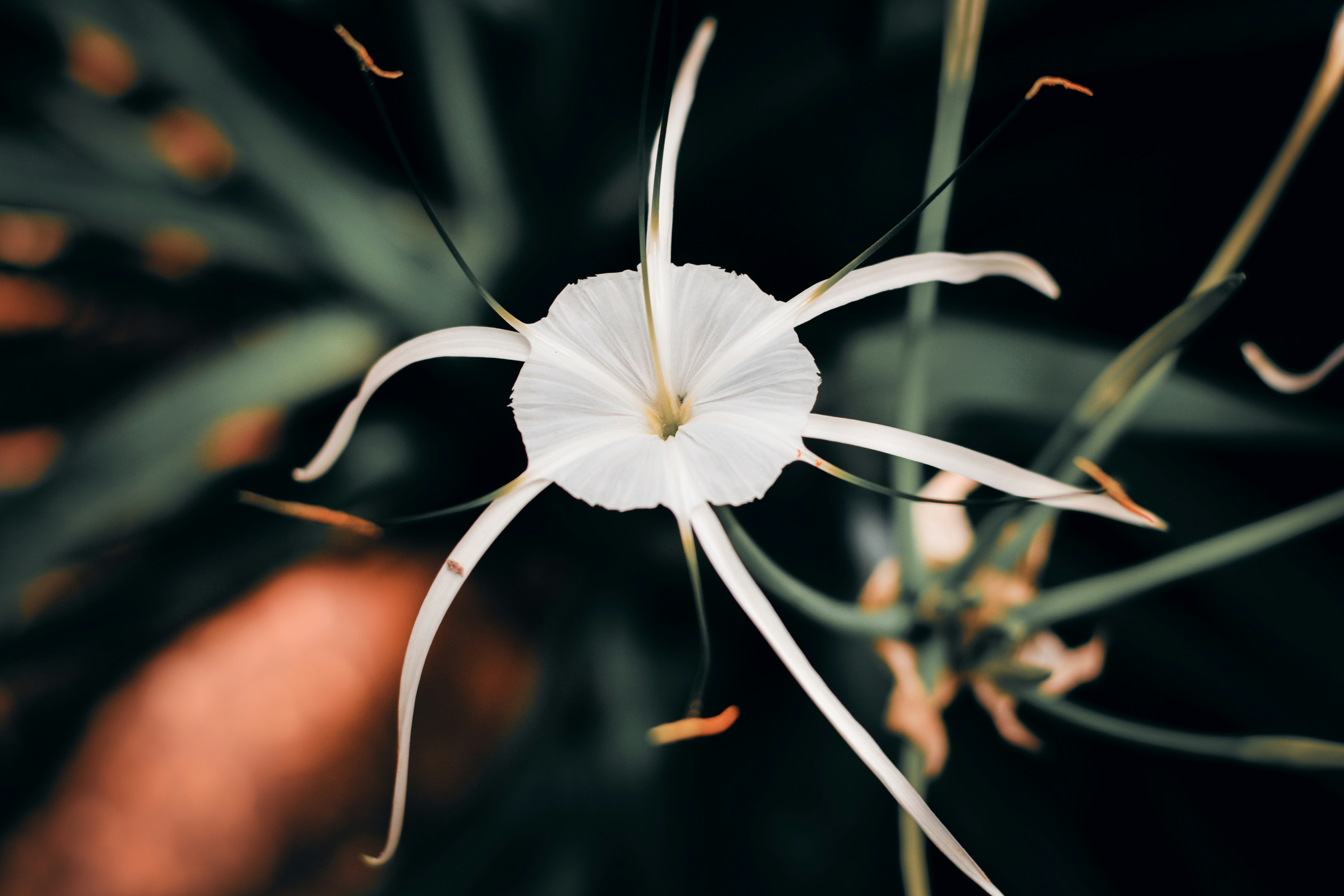 Center Bloom: White Spider Lily Emerges from Velvet Green Backdrop