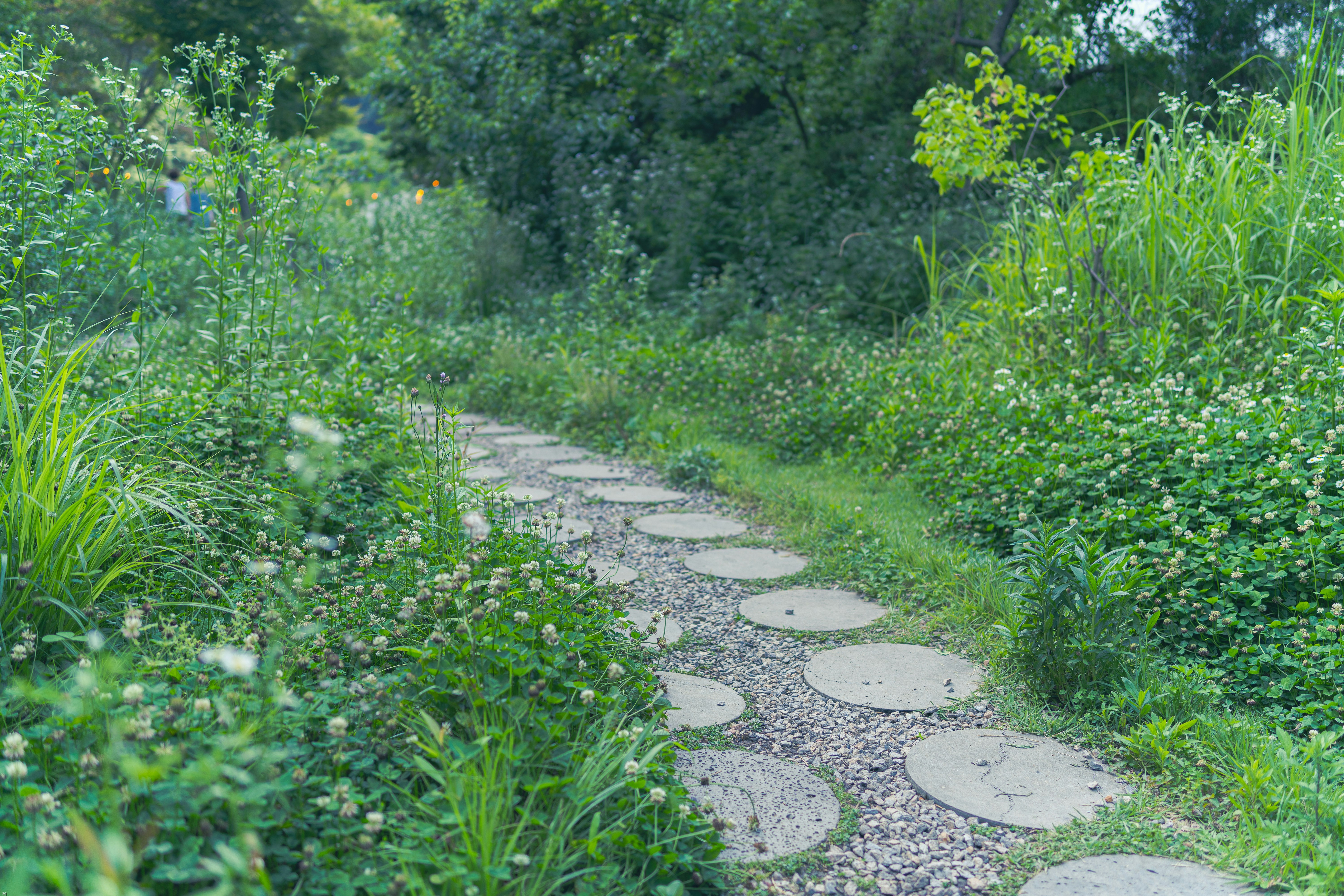 Gray pathway between green grass and trees during daytime photo – Free ...