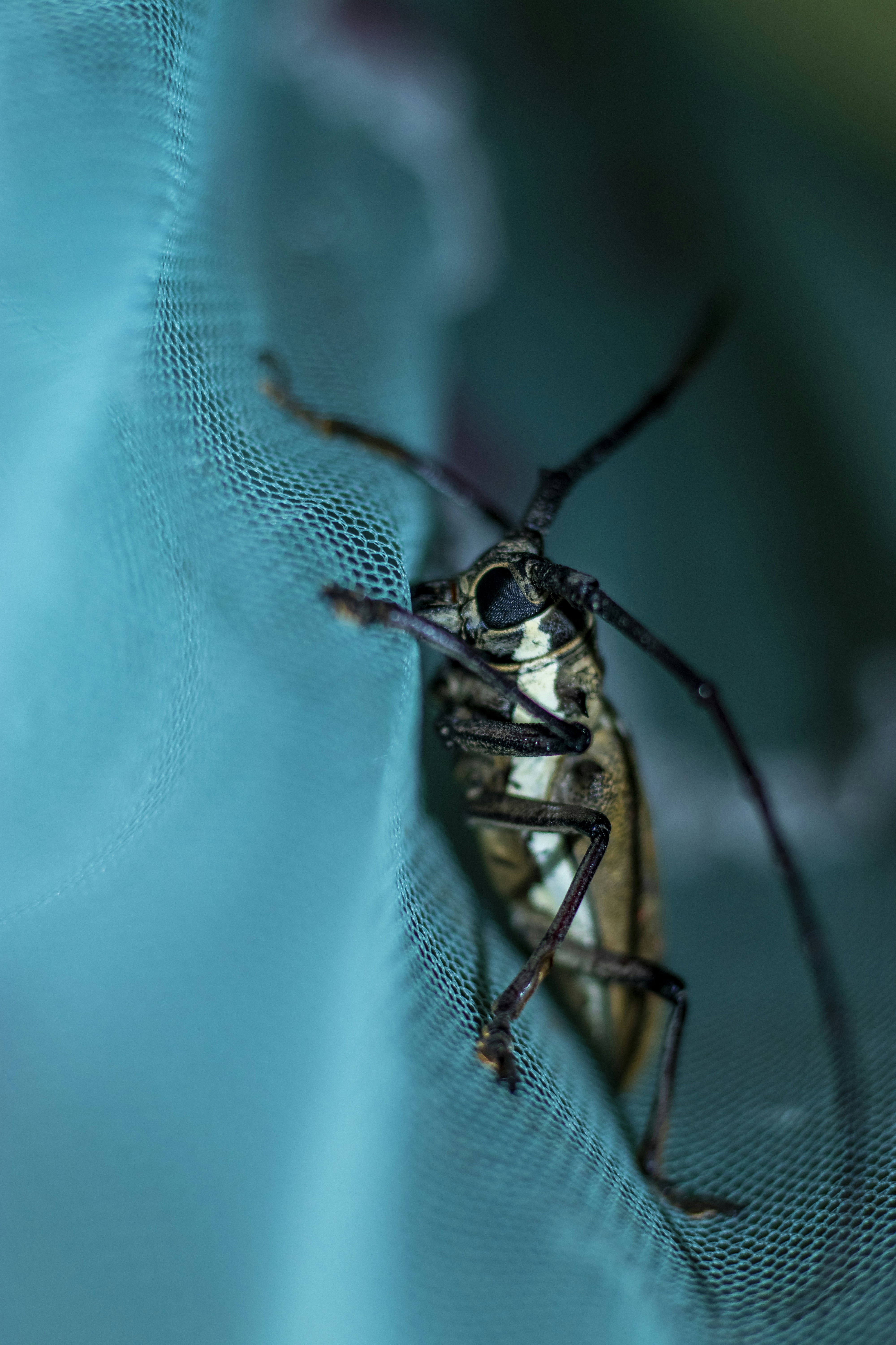 Teal Mesh Stalker: Macro Portrait of a Tiny Insect on Fabric