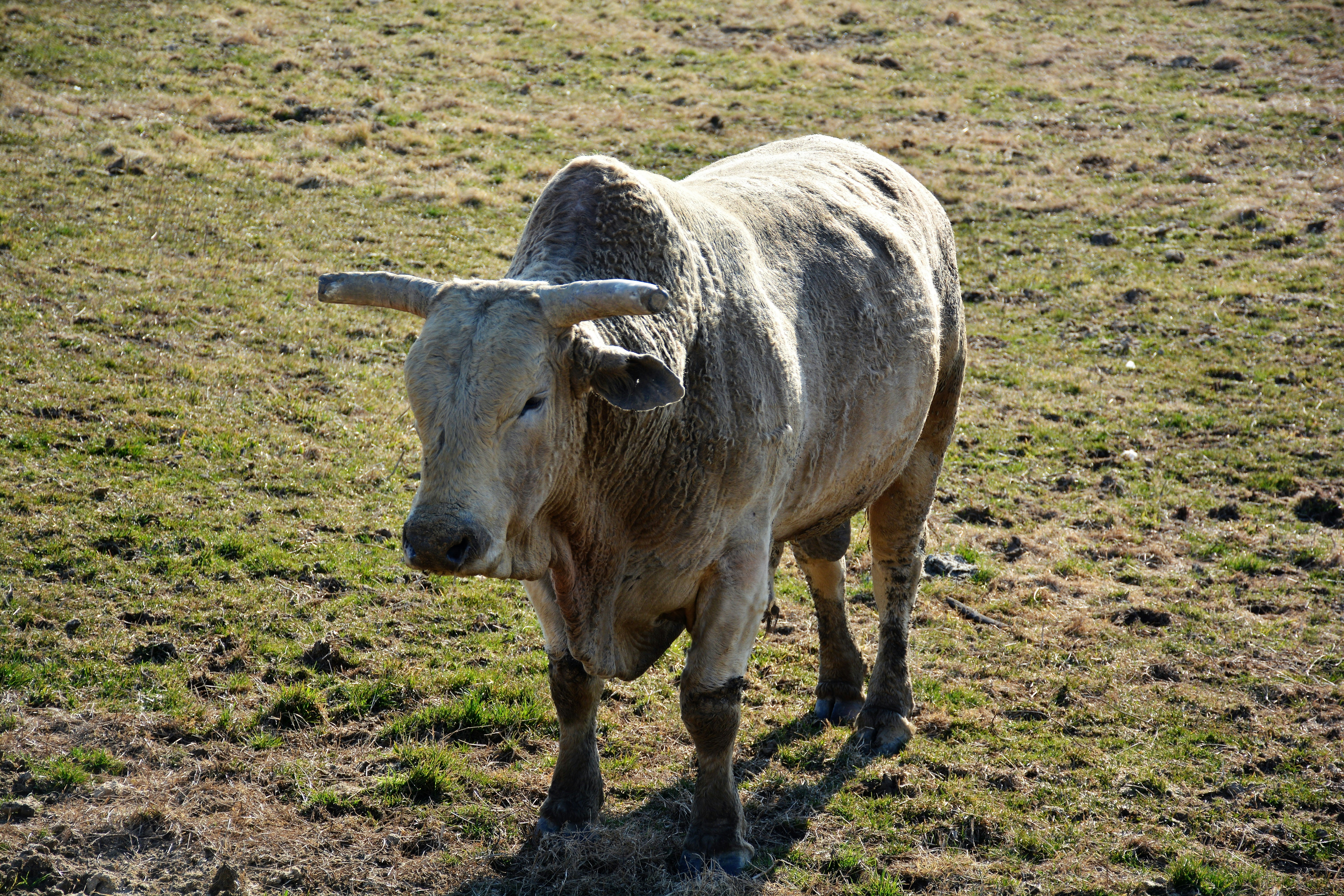 Gray cow on green grass field during daytime photo – Free Gloucester ...