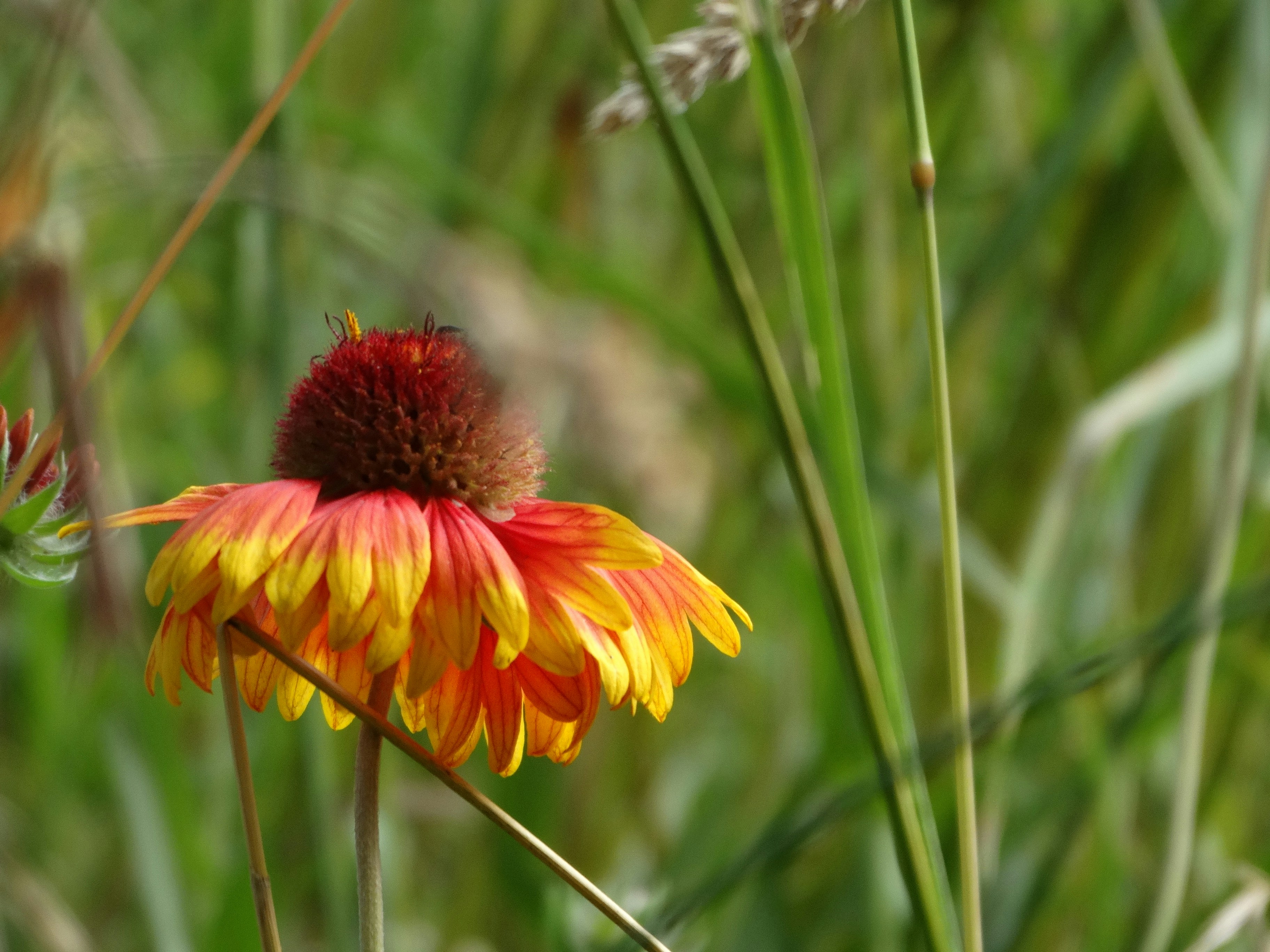 As the fire-flower turns to the sun for energy, so do other plants