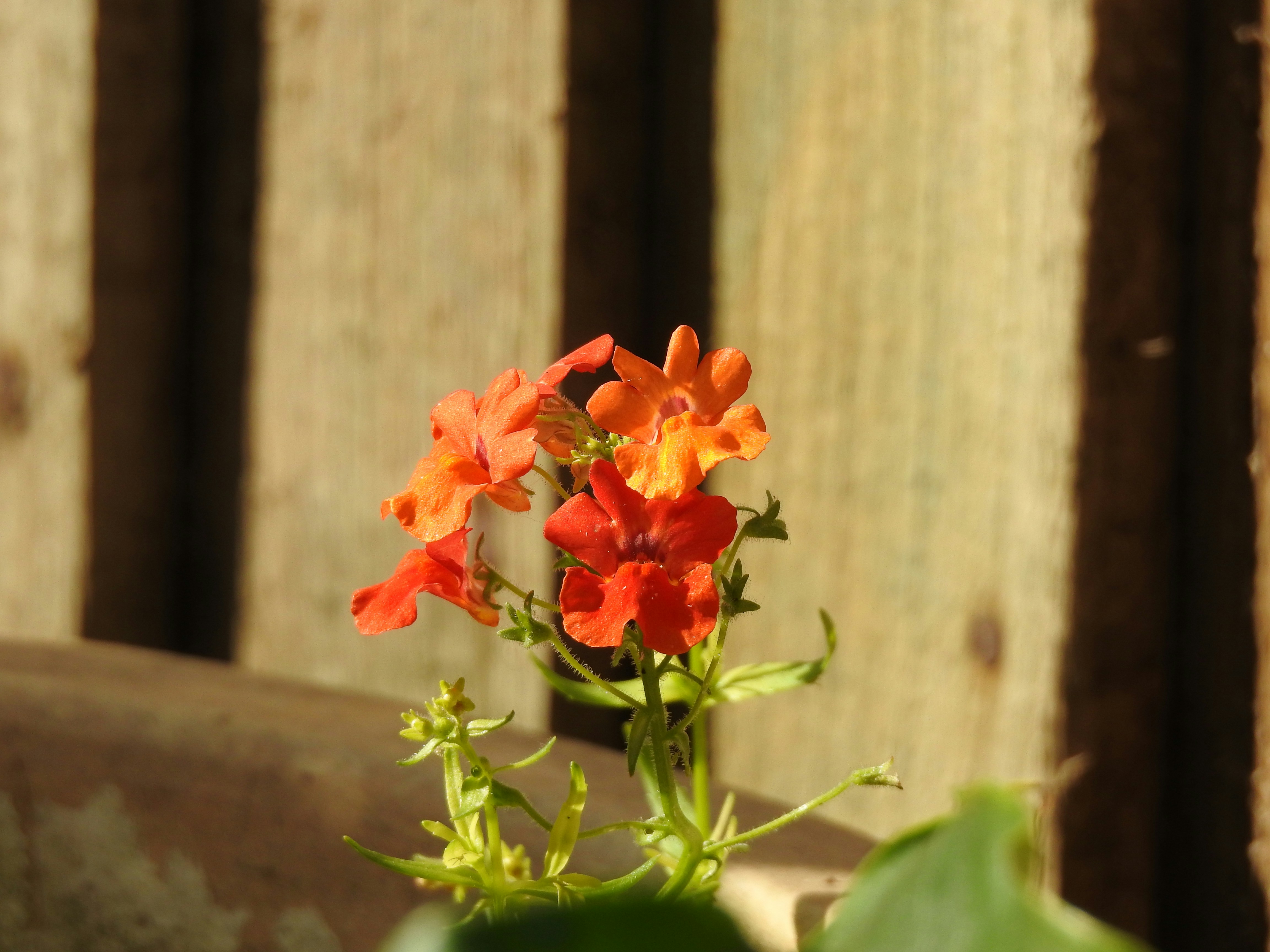 red flower with green leaves