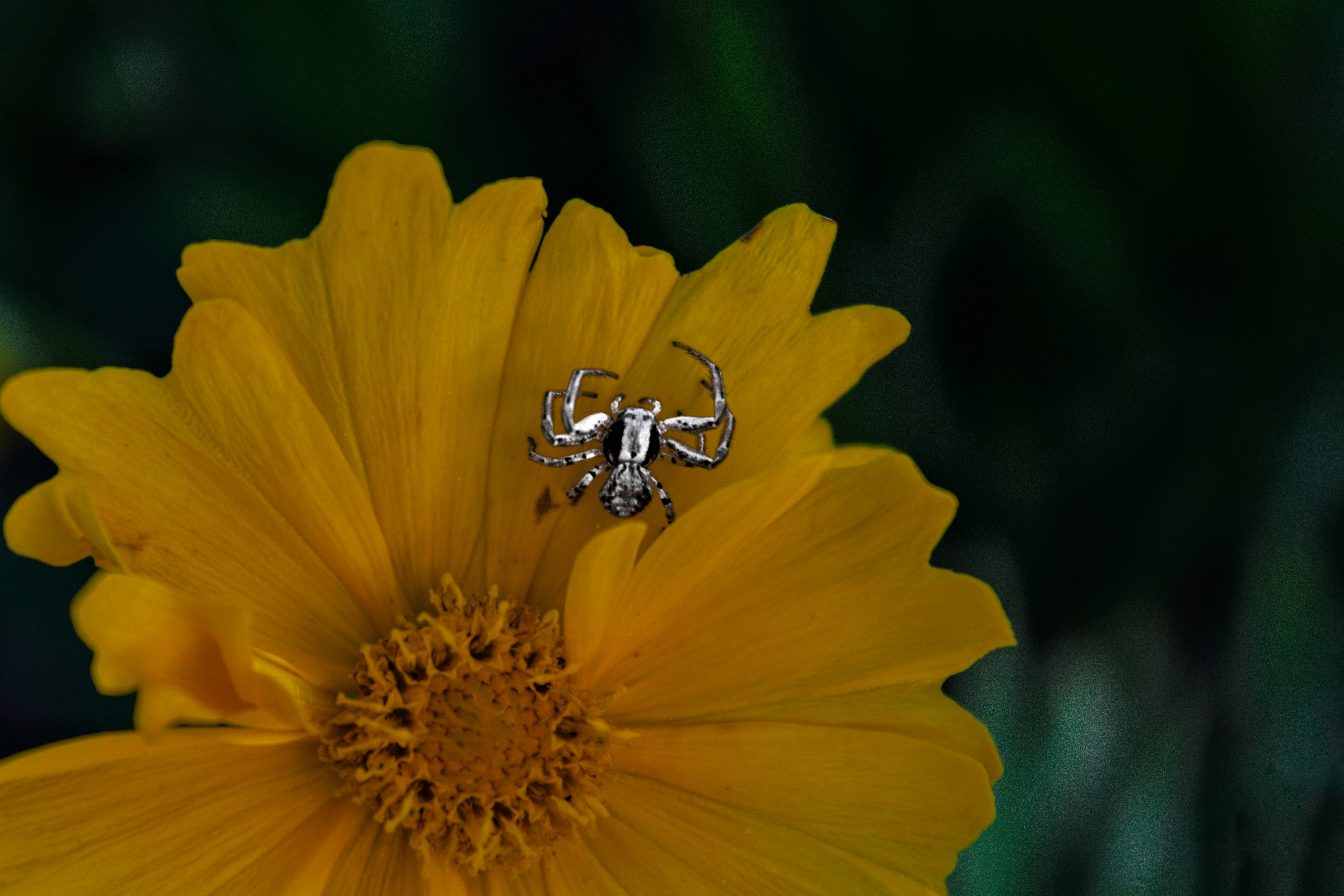 Crimson Center: A Macro Moment on a Yellow Bloom
