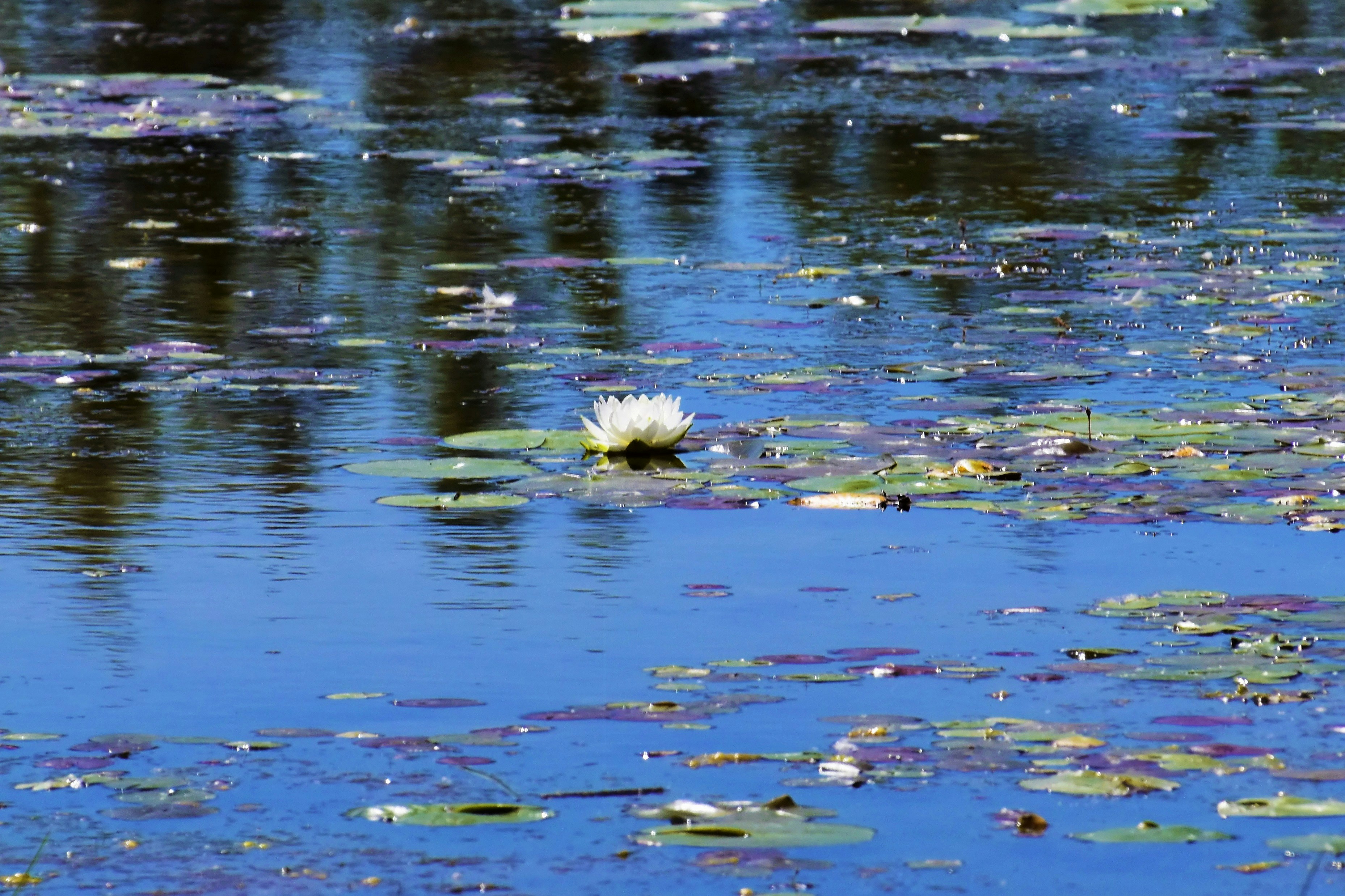 white flower on water during daytime