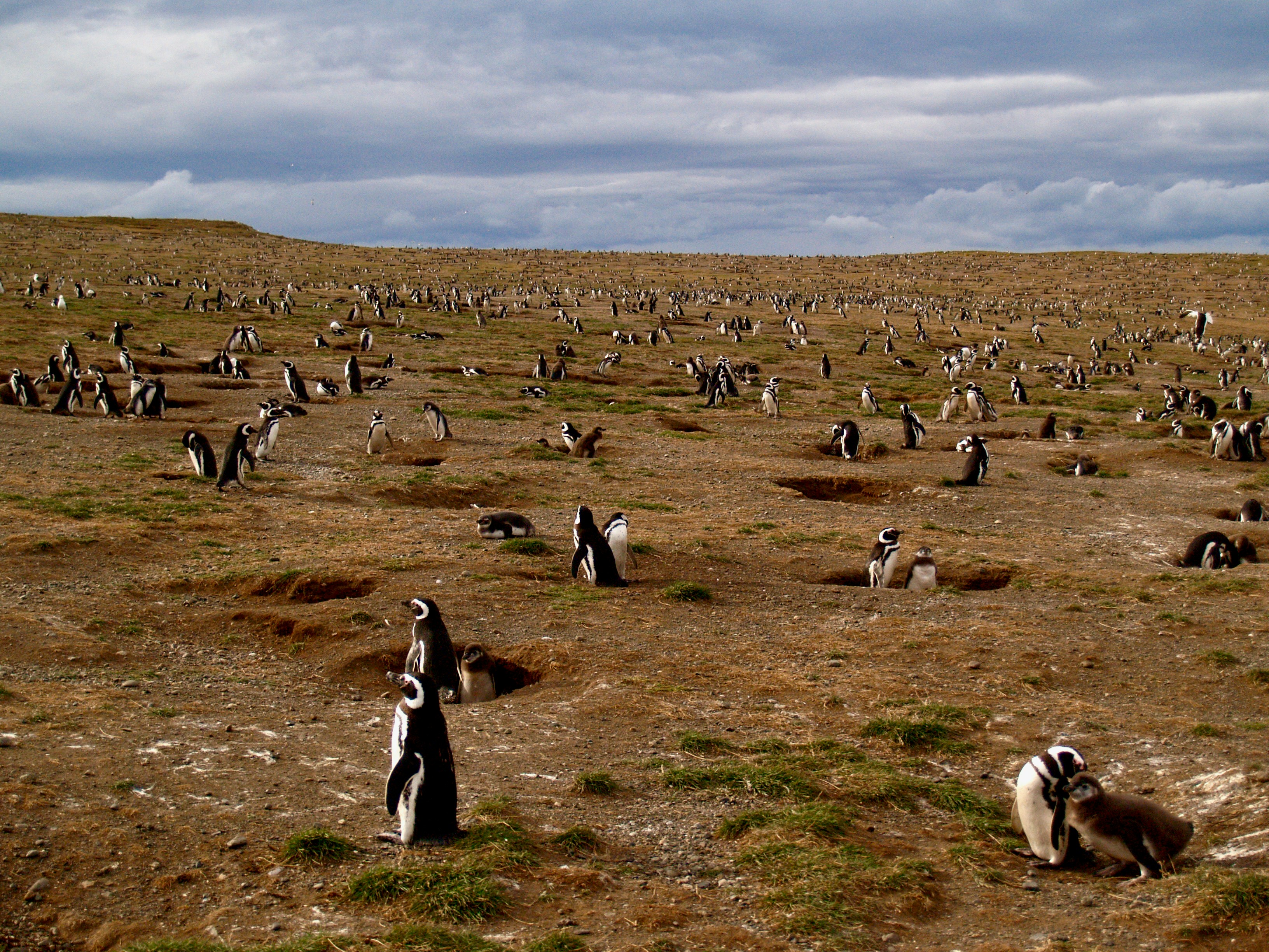 A sprawling colony of Gentoo penguins congregating on a grassy landscape, with burrows dotting the terrain. The scene captures their social dynamics and natural habitat.