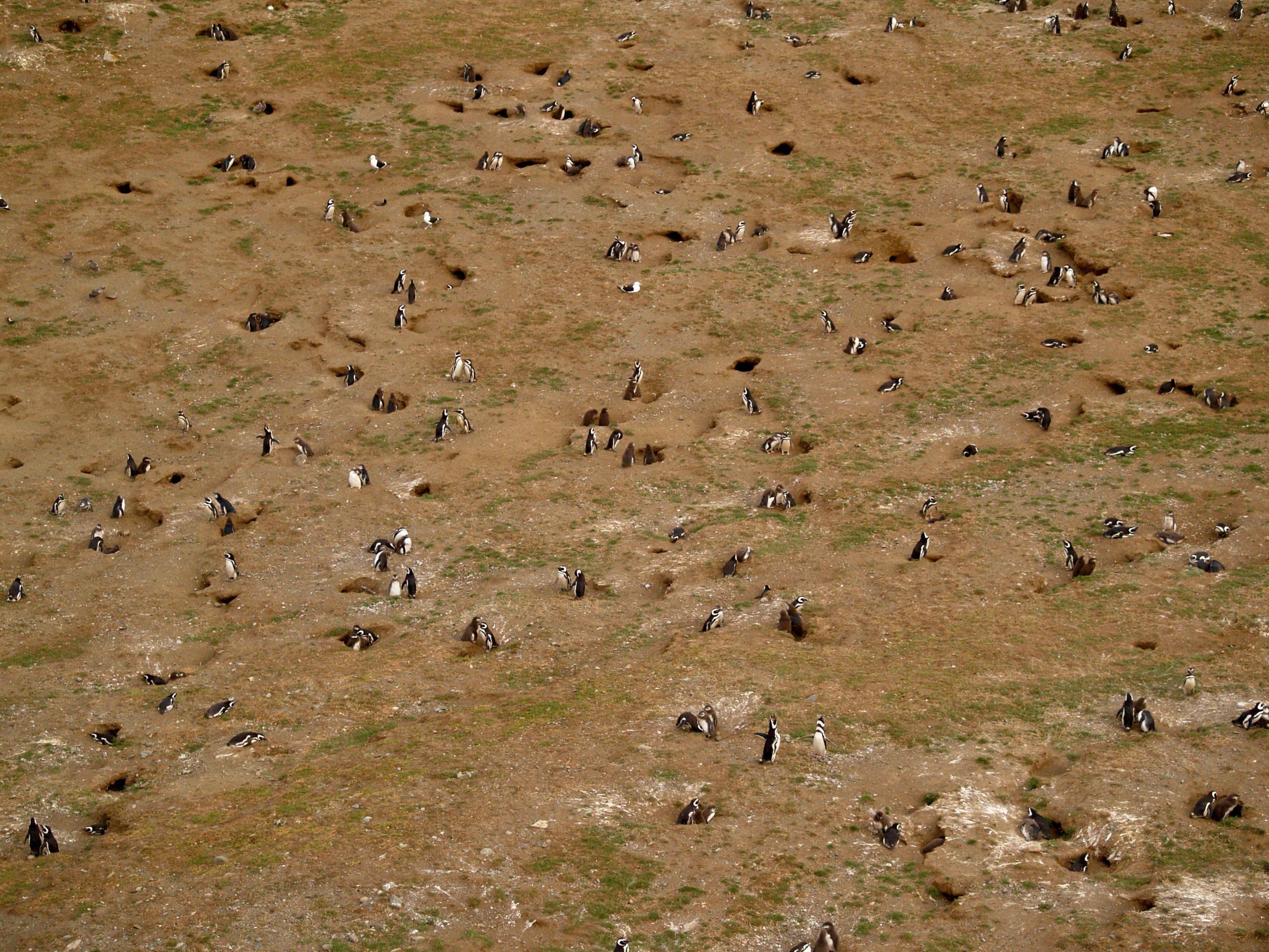 Aerial view of a large colony of penguins scattered across a grassy landscape, showcasing their natural habitat and social behavior.