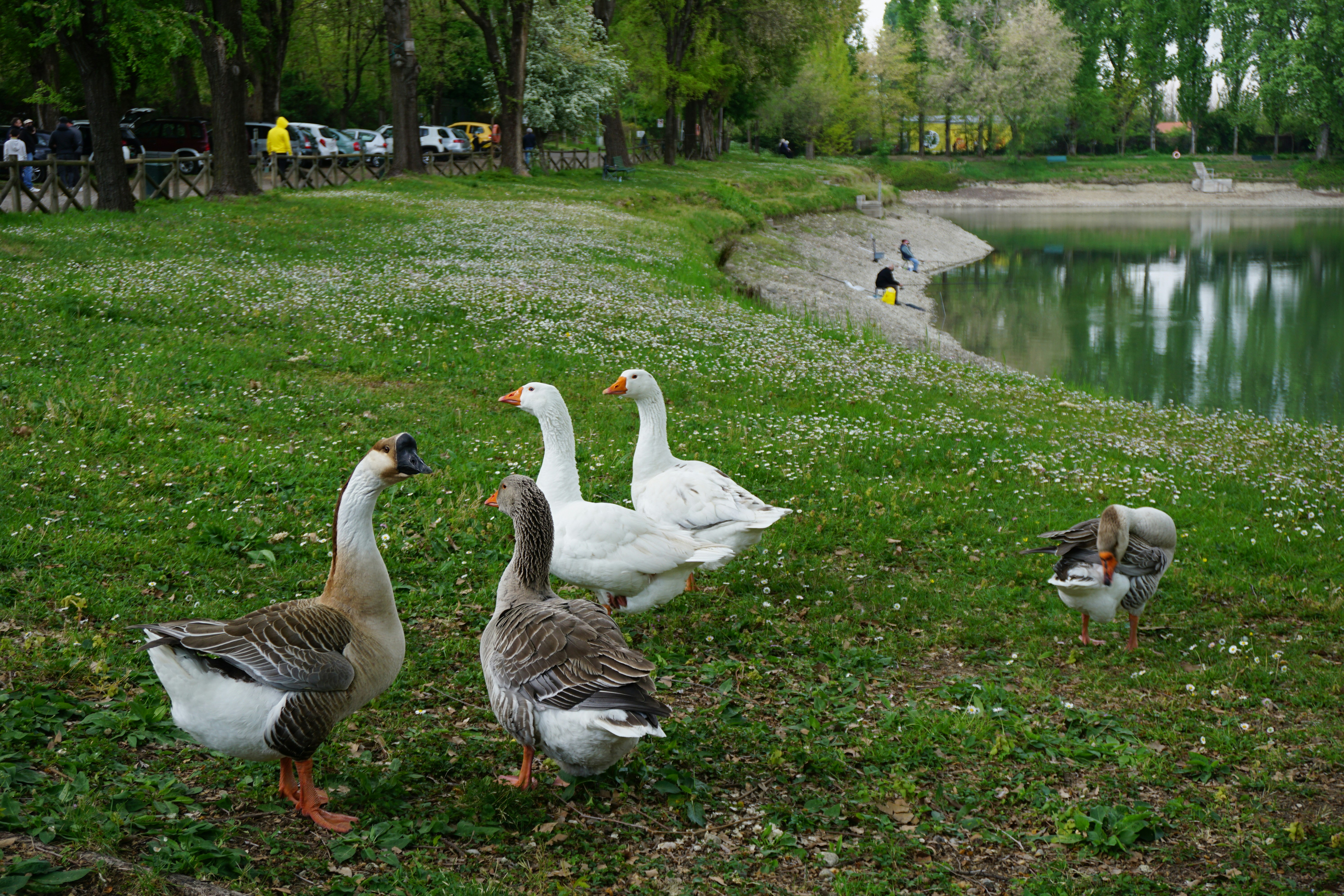 Pondside Quartet: Geese Gather by a Quiet Park Shore