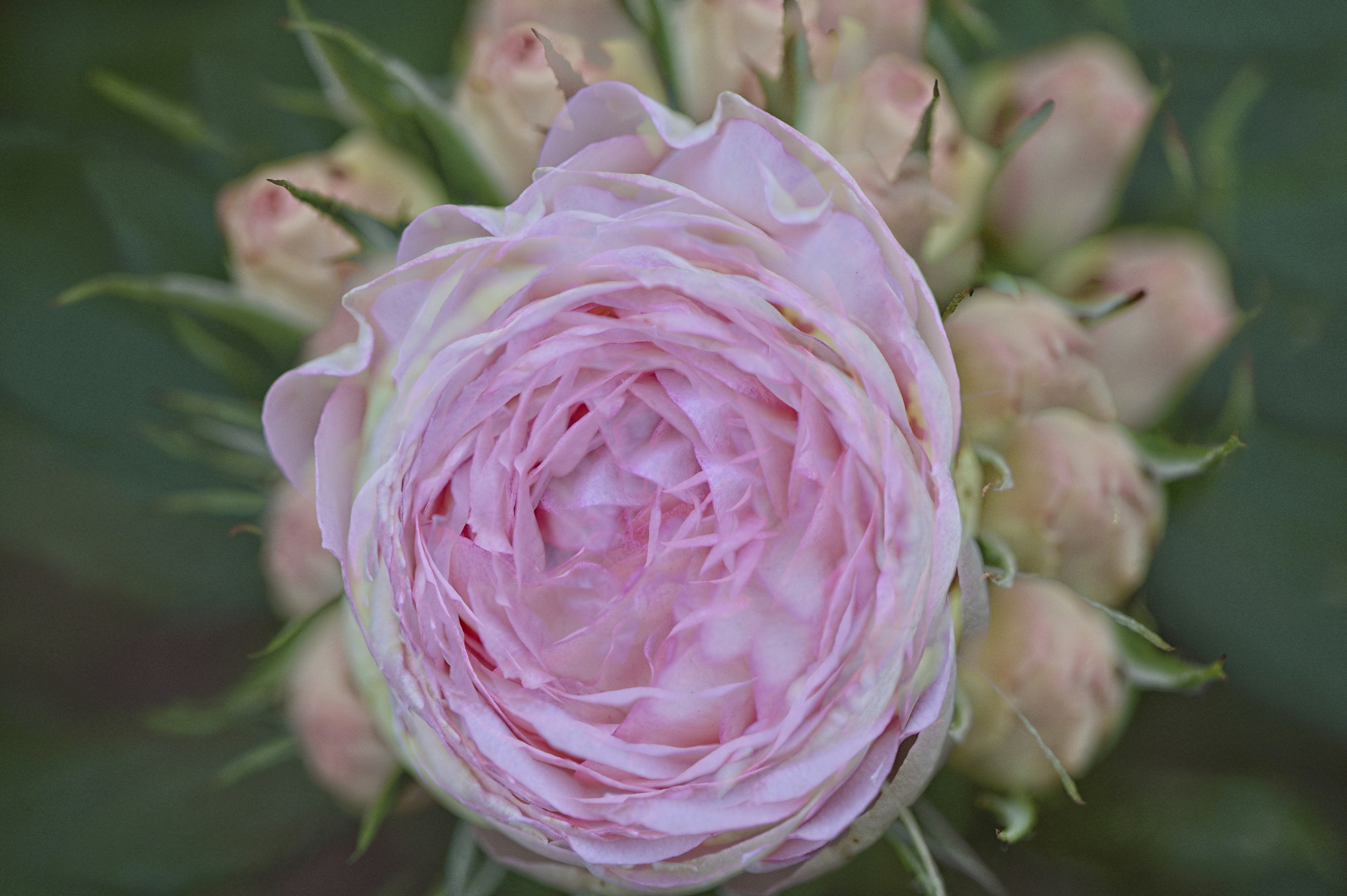 Whispers of Bloom: The Heart of a Rose