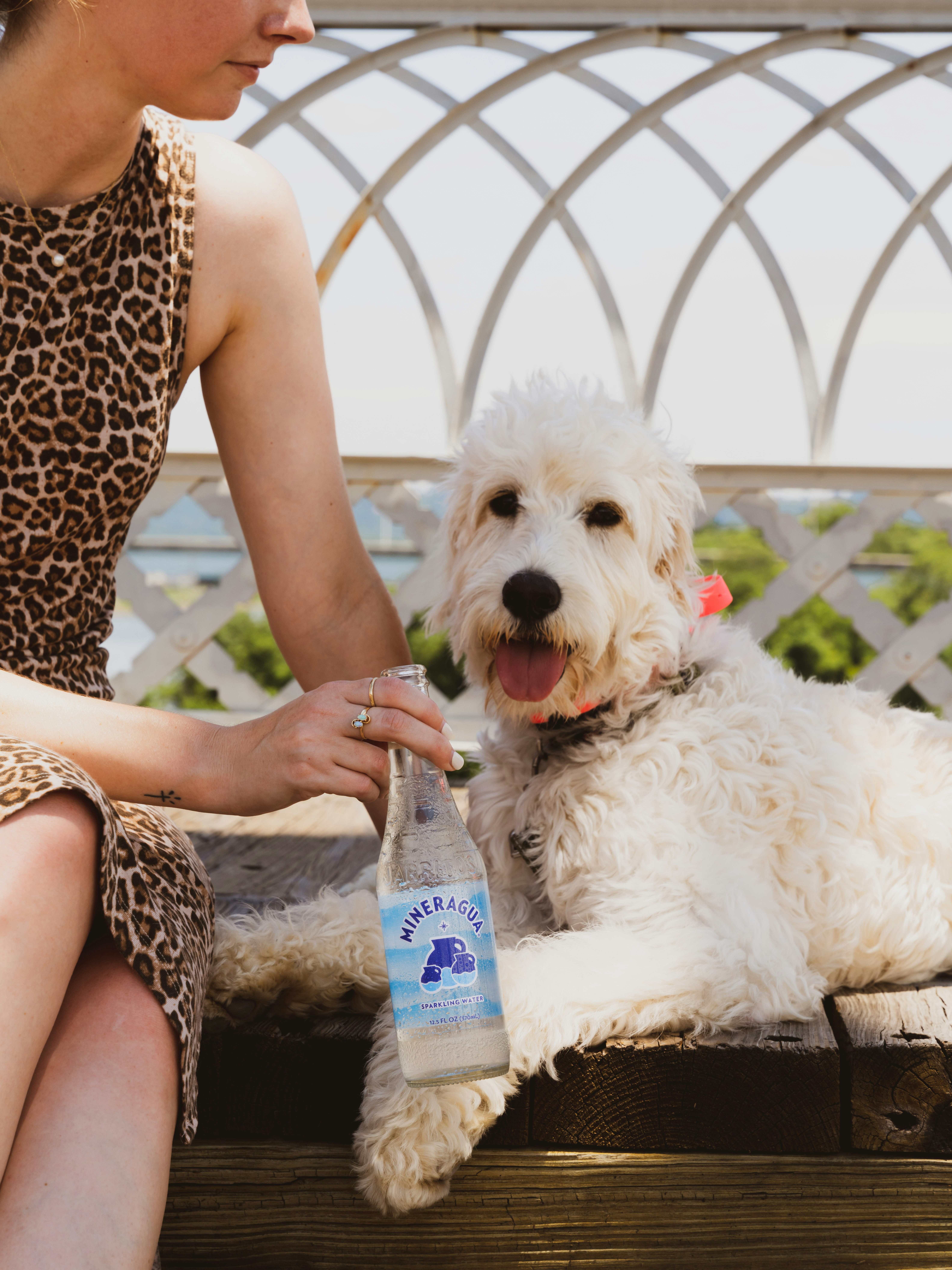 Leopard-Print Calm: A Fluffy Dog Lounges on a Sunlit Bench with a Bottled Moment