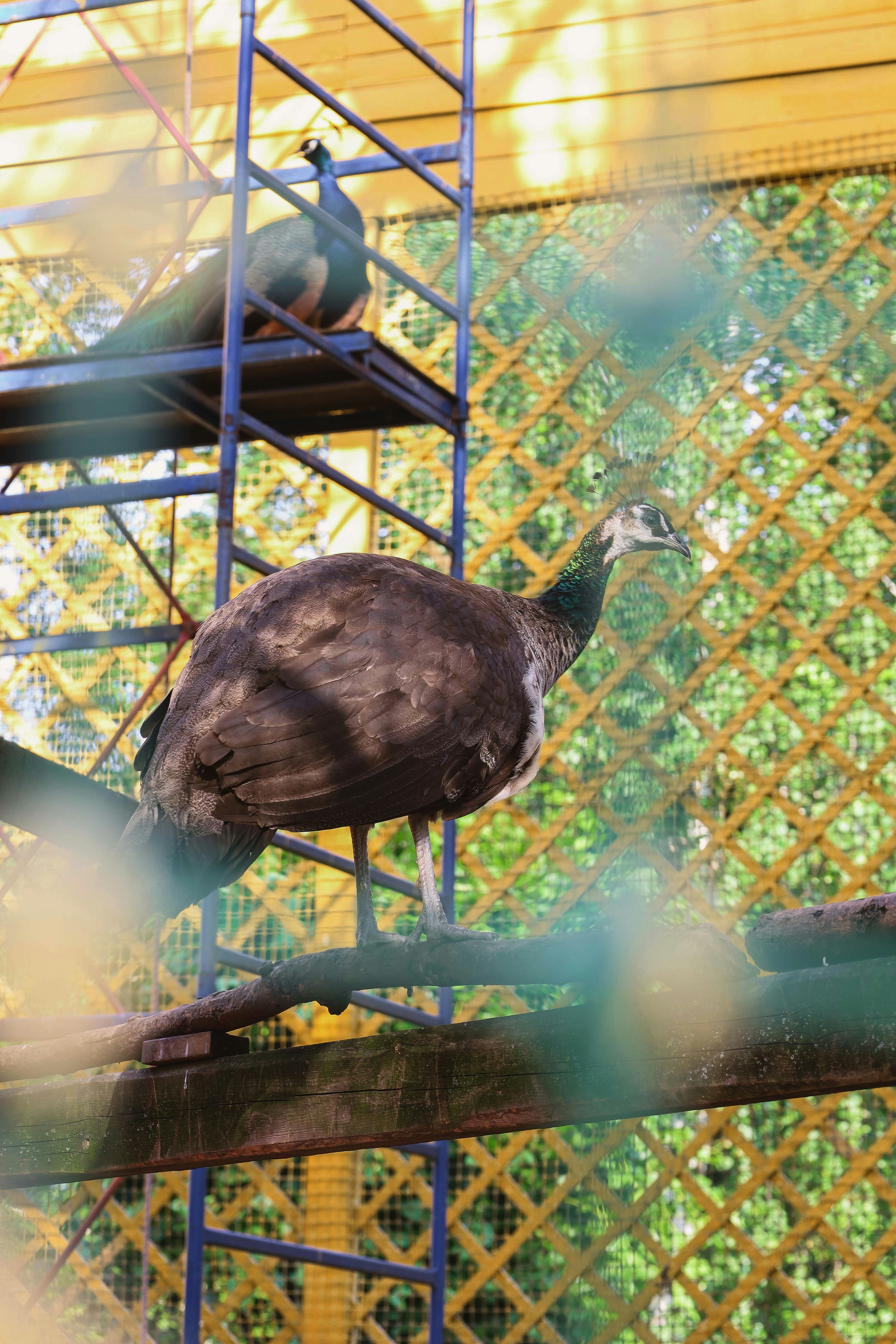 Foto Pavo real negro sobre hierba verde durante el día – Imagen Pájaro ...