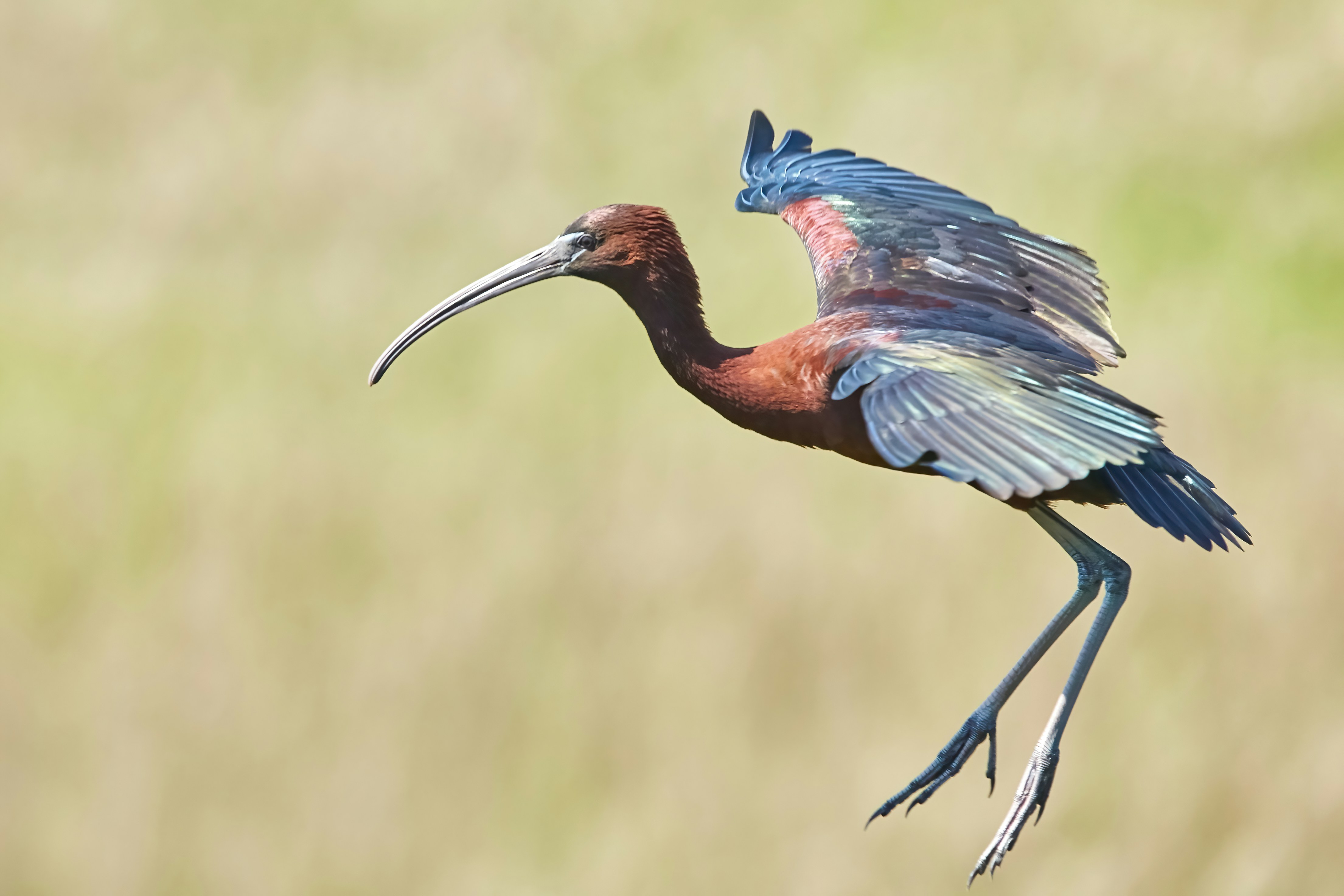 Iridescent Flight: A Glossy Ibis Glides With Curved Beak Through a Sunlit Marsh