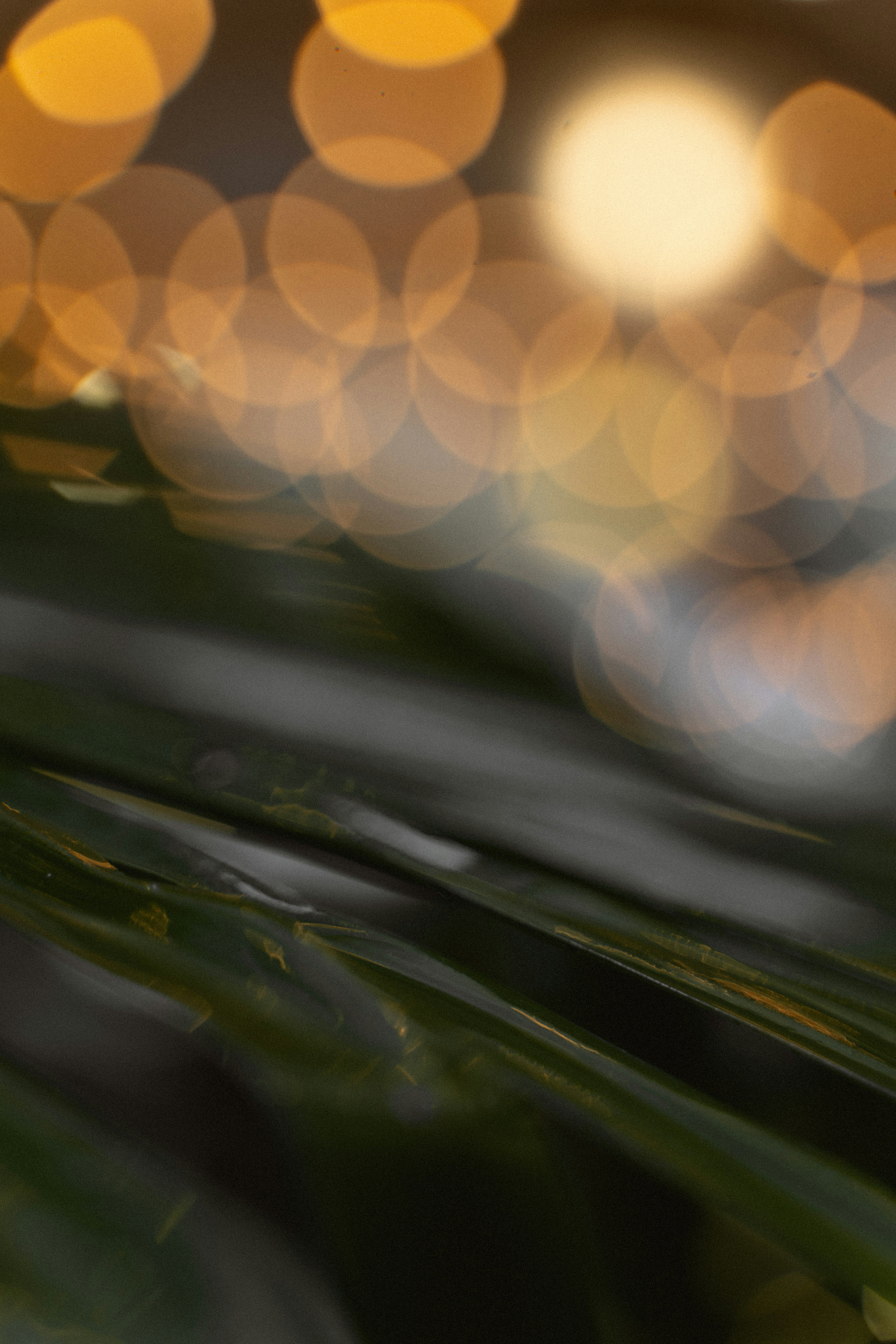 Amber Orbs Drift Across a Velvet Leaf Canopy