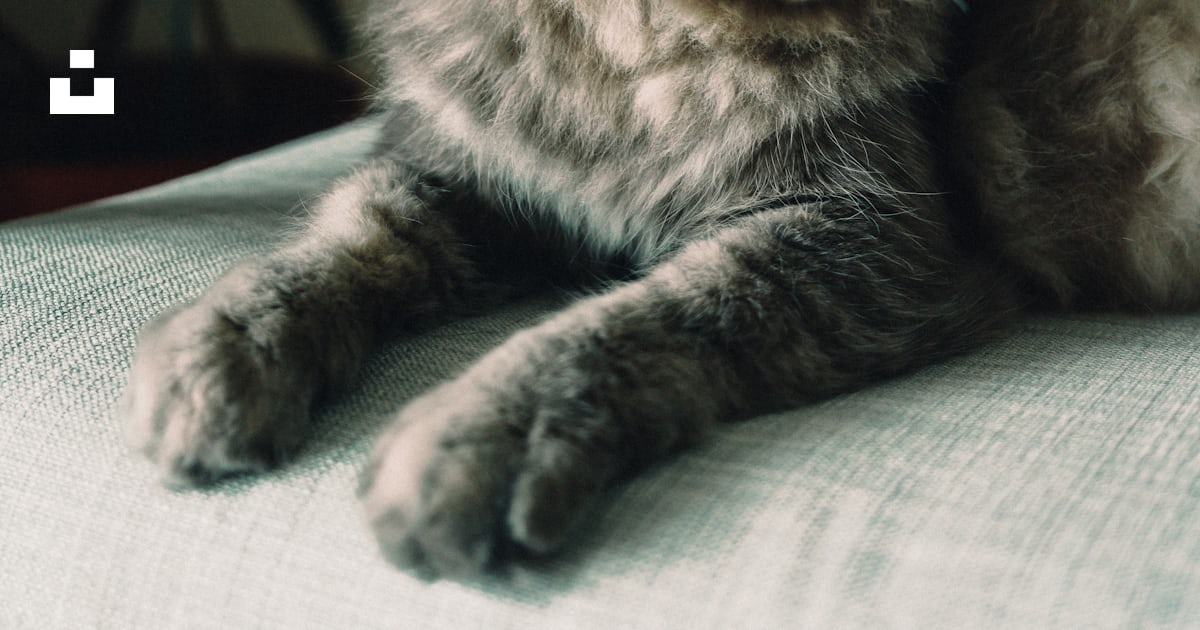검은 의자에 실버 얼룩 고양이 사진 Unsplash의 무료 고양이 이미지