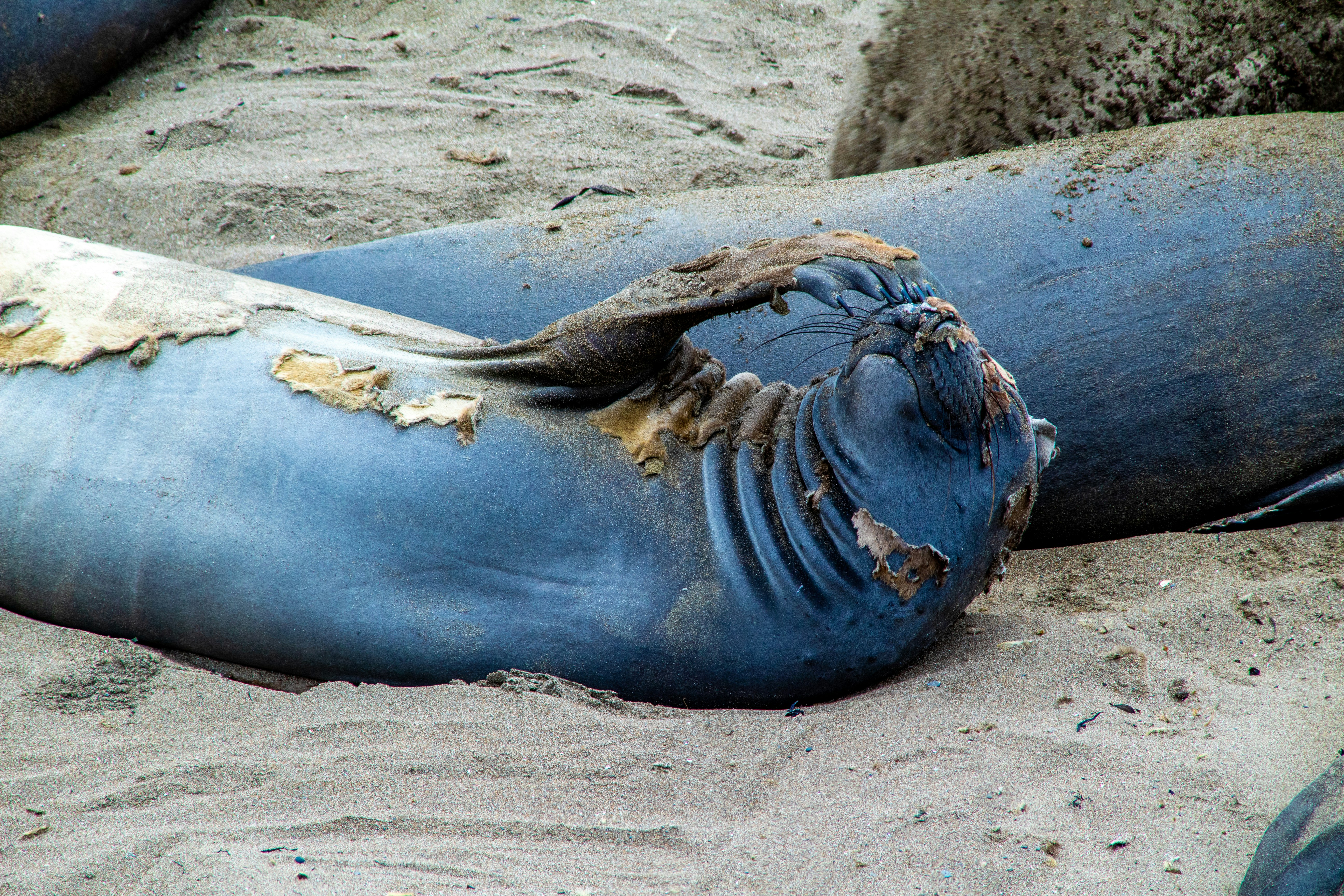 Blue relics on the sand: a weathered seal among abandoned blue pipes