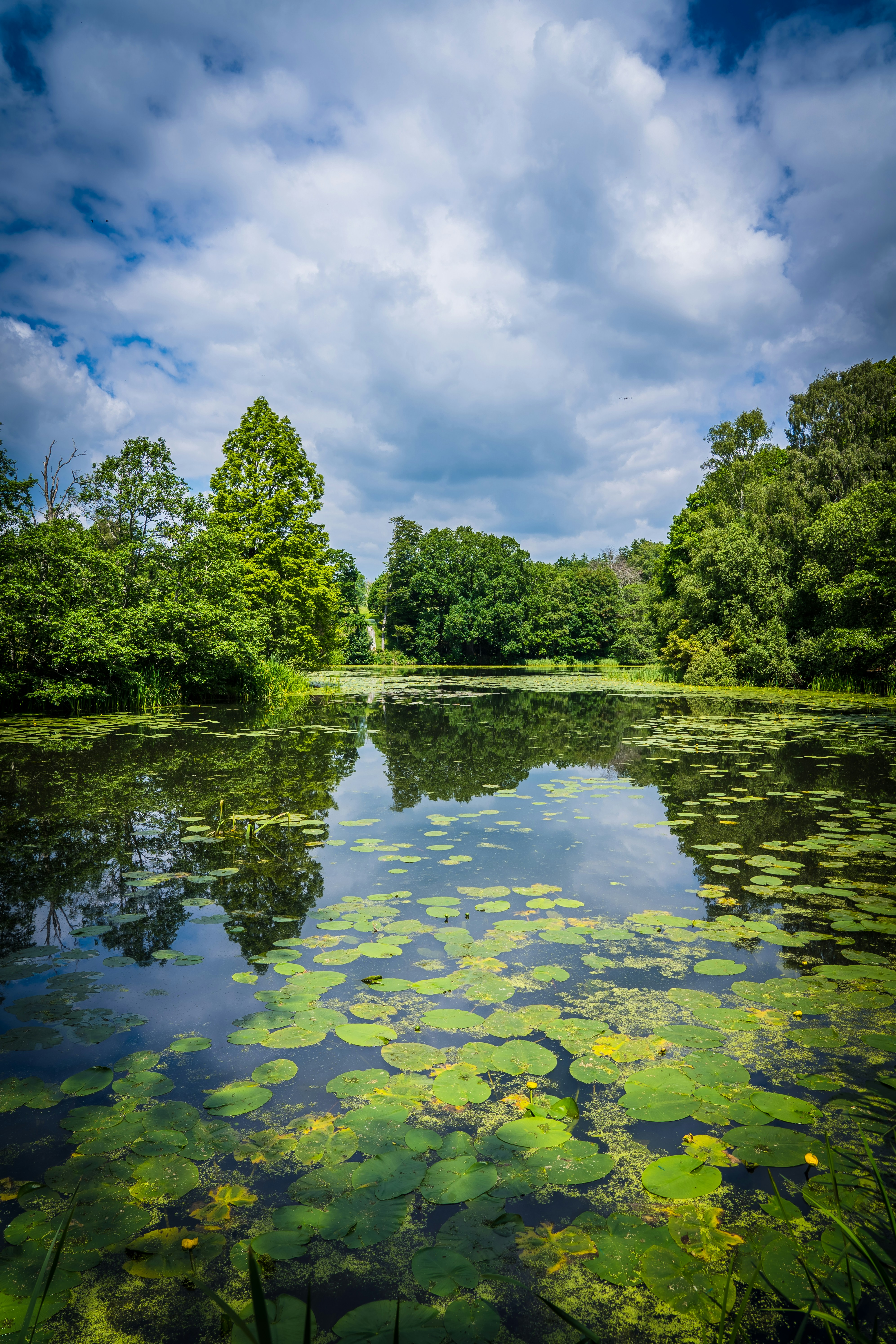 green trees beside river under blue sky and white clouds during daytime
