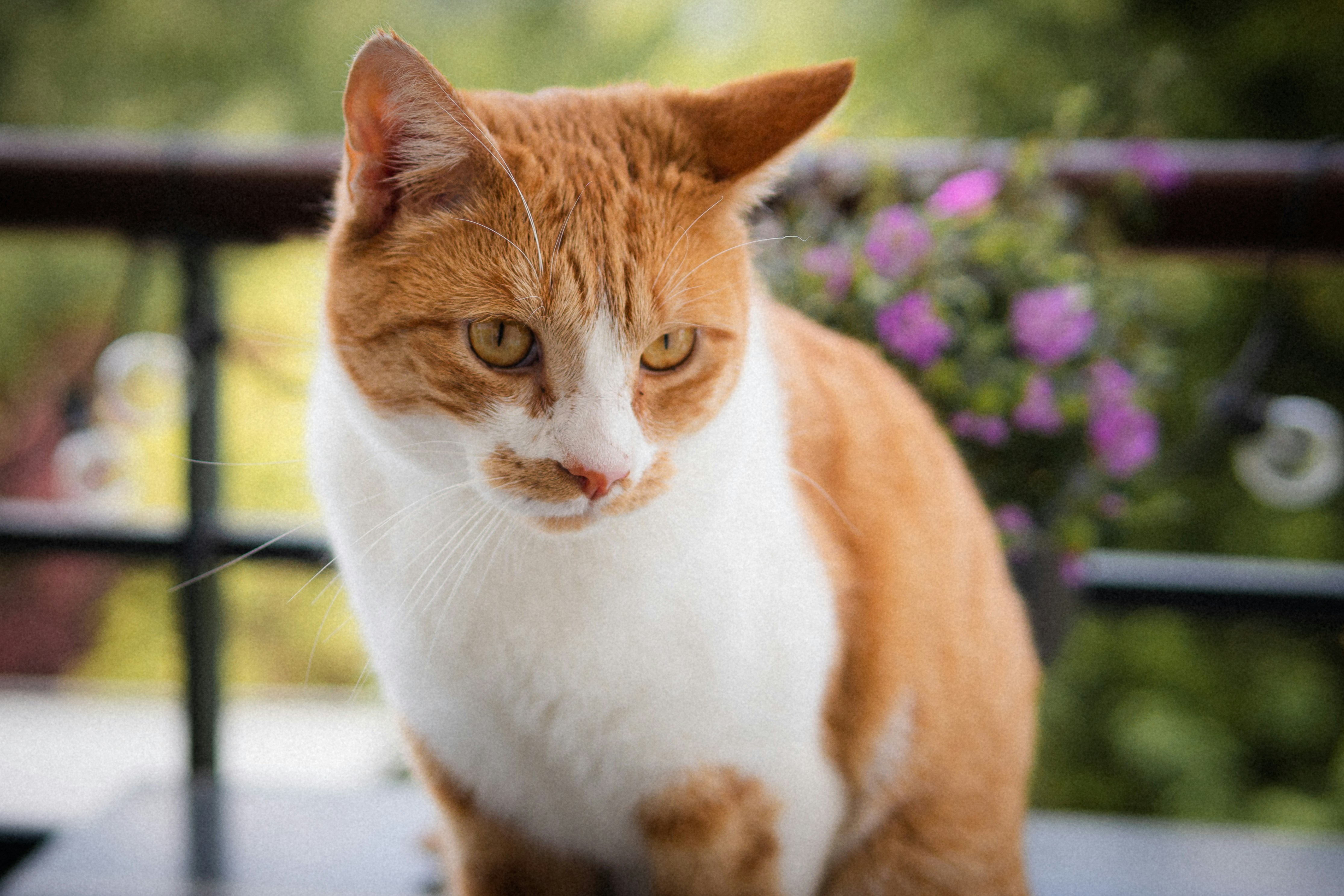 Orange and white cat gazing intently, surrounded by blurred greenery and flowers. A moment of quiet observation.
