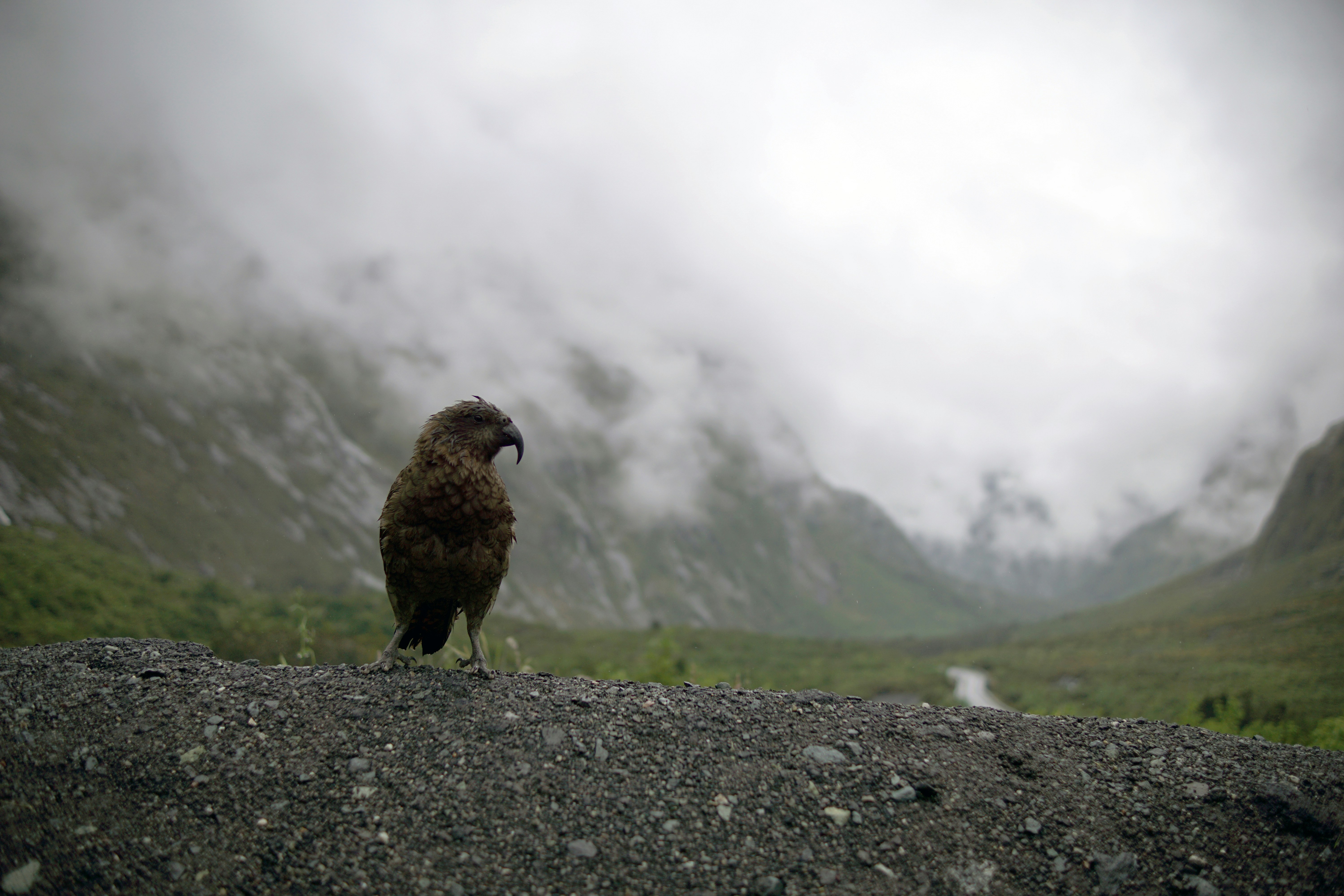 brown bird on gray rock