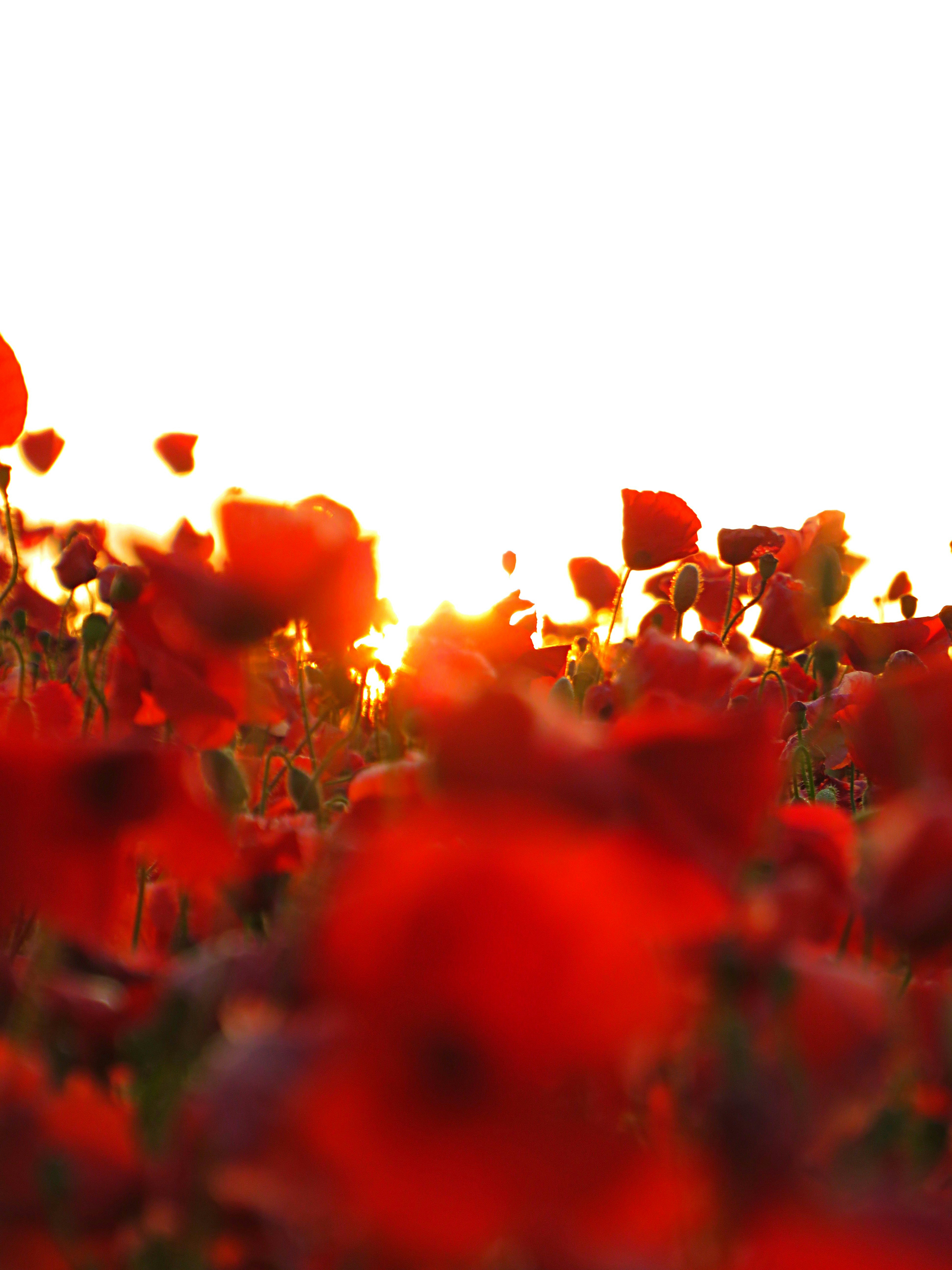 Red flower field during daytime photo – Free Leaf Image on Unsplash