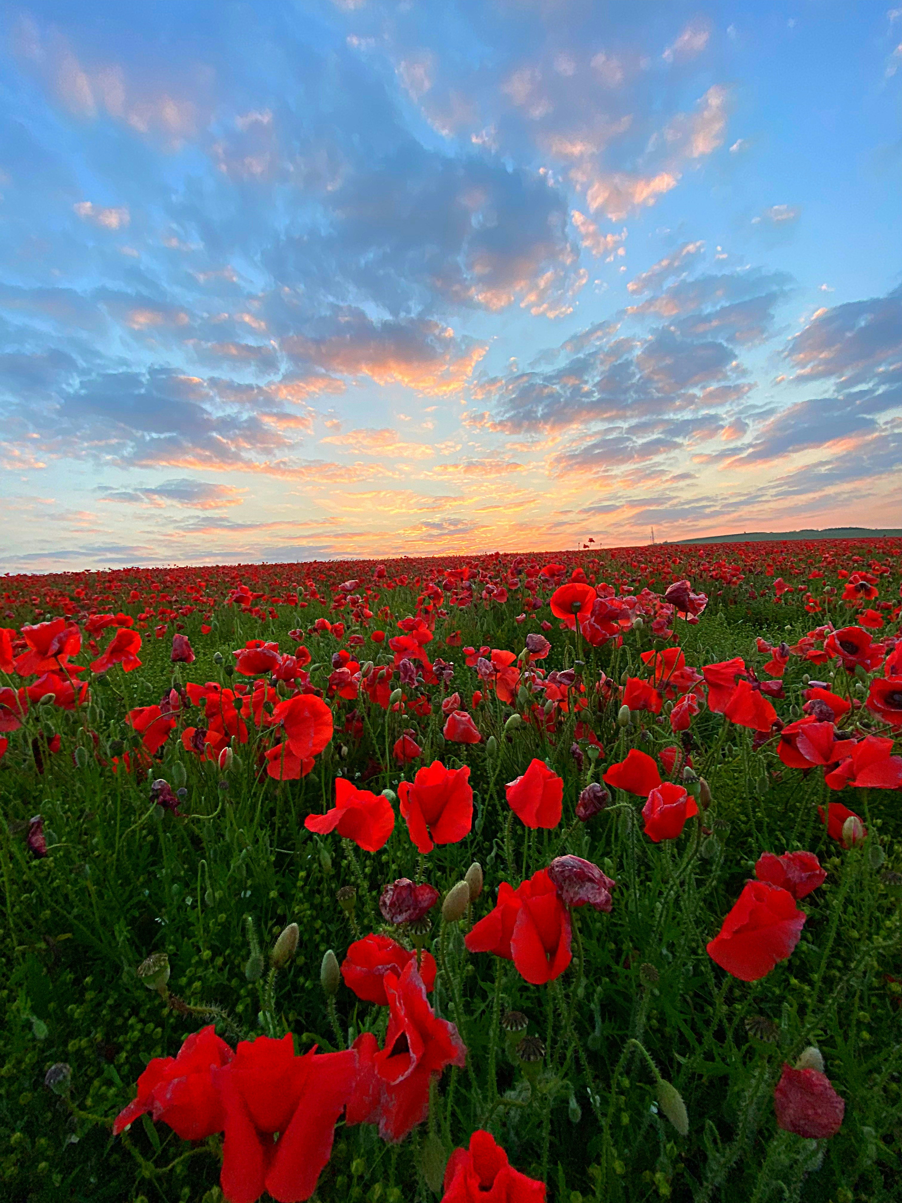 Red flower field under blue sky during daytime photo – Free Plant Image ...