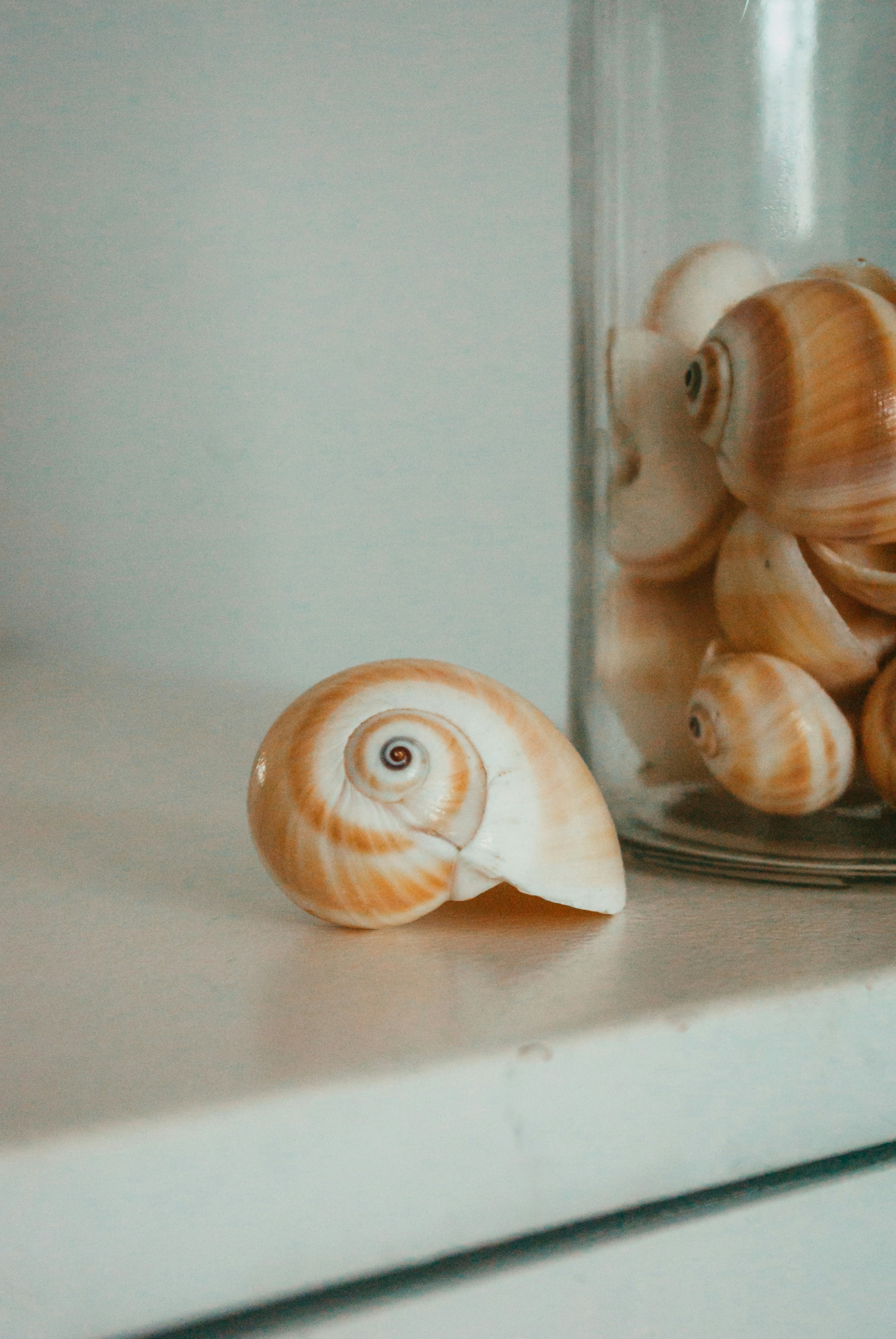 White and brown shell on white table photo – Free Seashell Image on ...