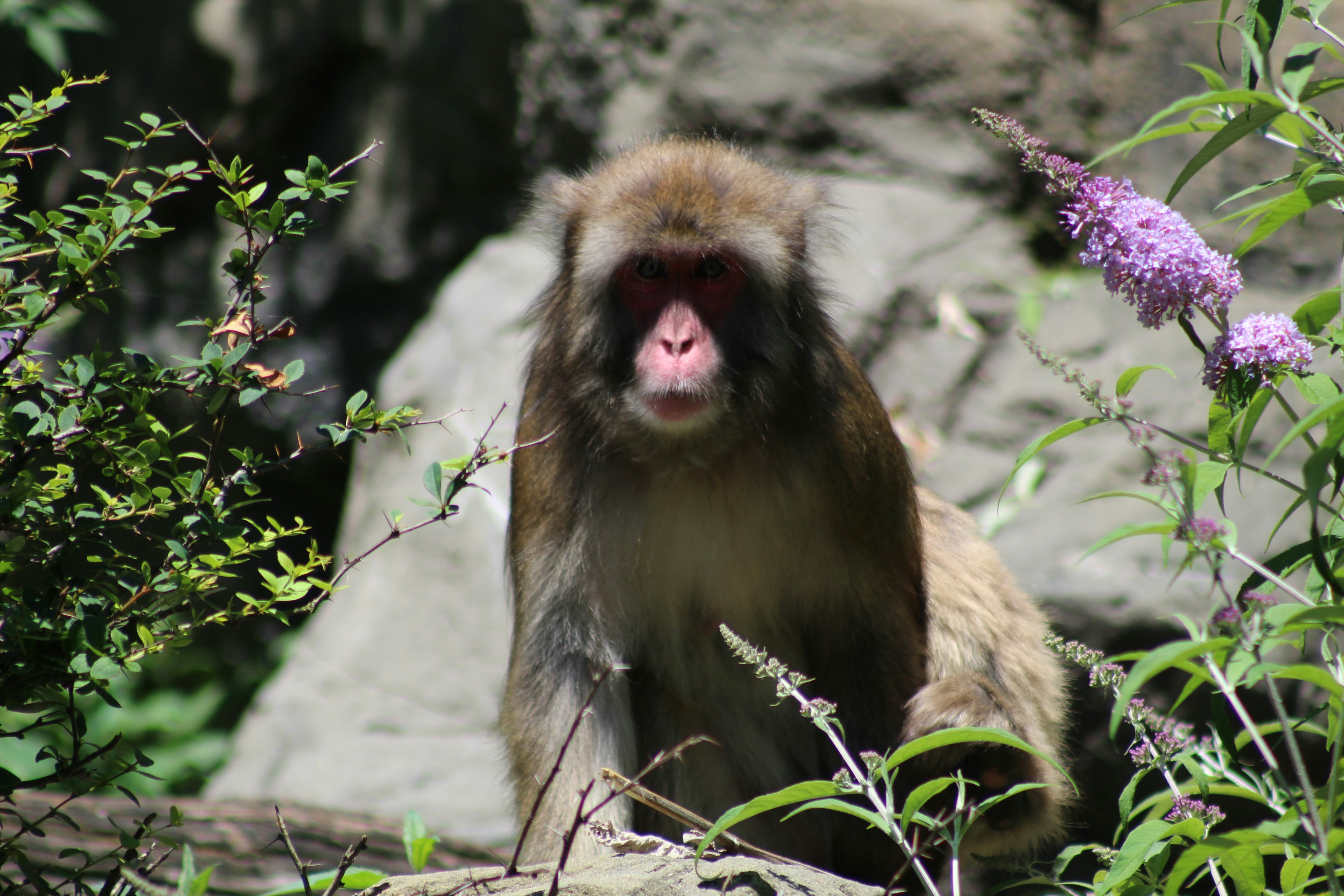Monkey Pfp Pictures | Download Free Images on Unsplash