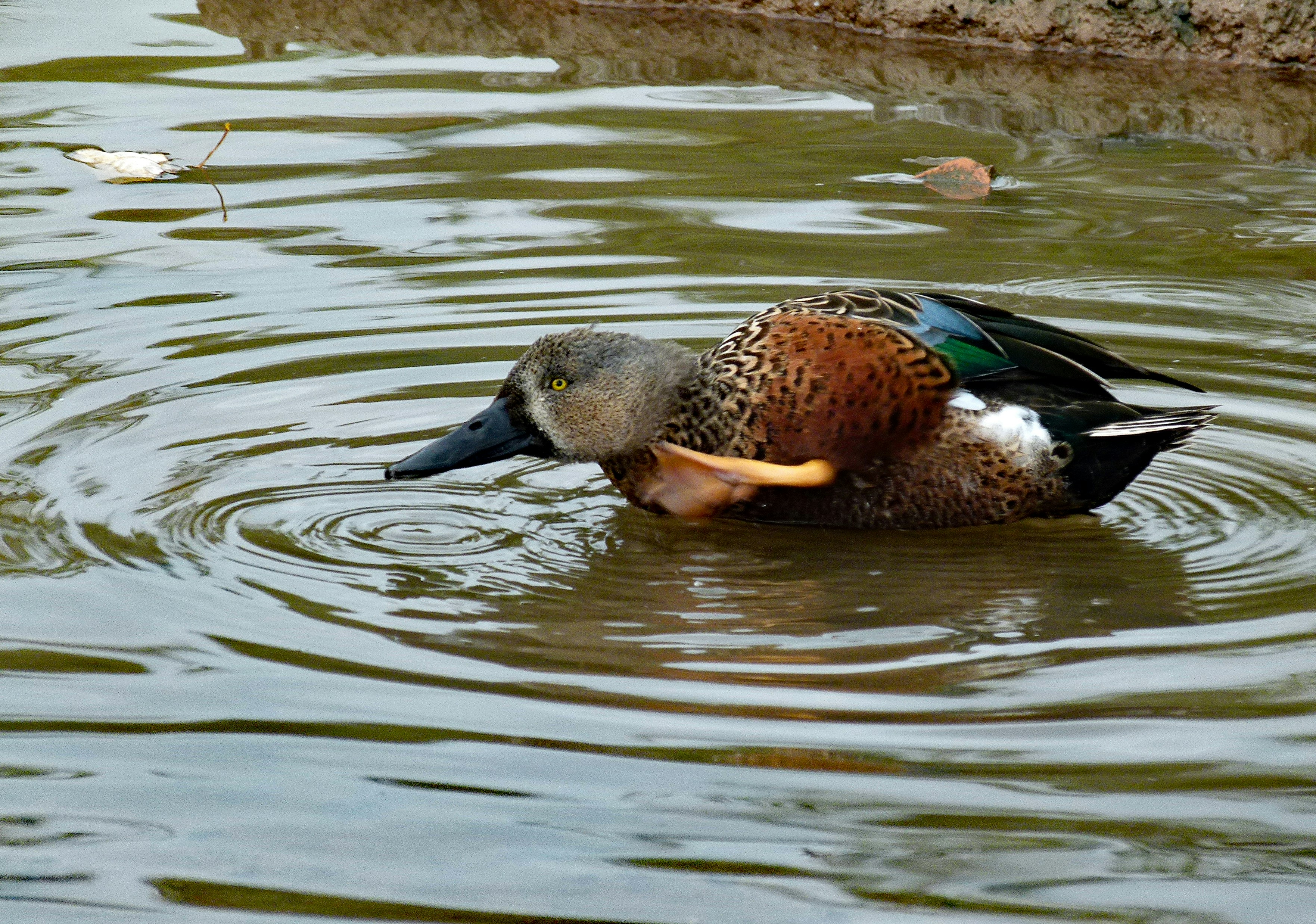 A duck gracefully paddles through rippling water, creating circular patterns as it forages for food.