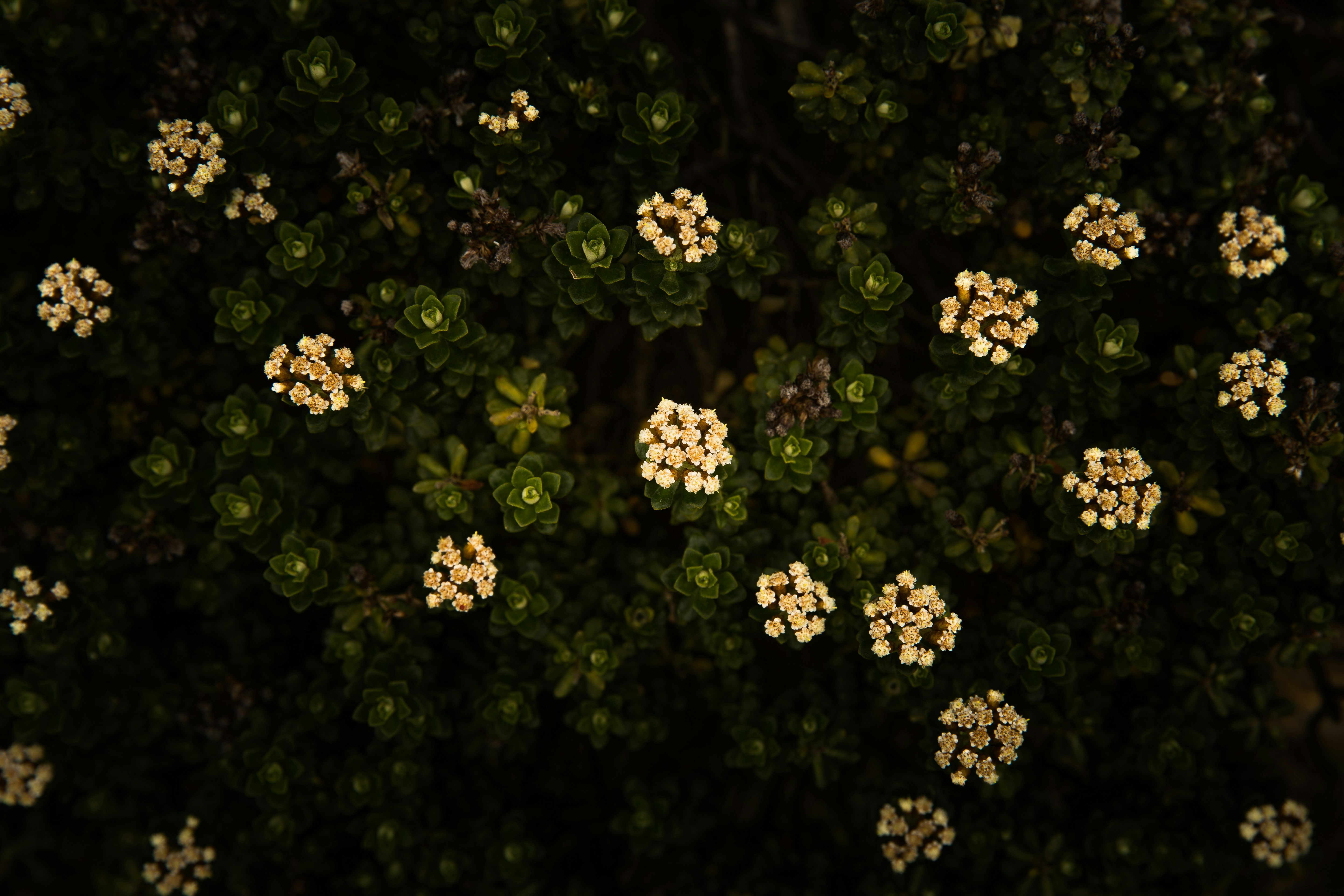 Clusters of white flowers nestled among dark green foliage on Mount Wellington, Tasmania.