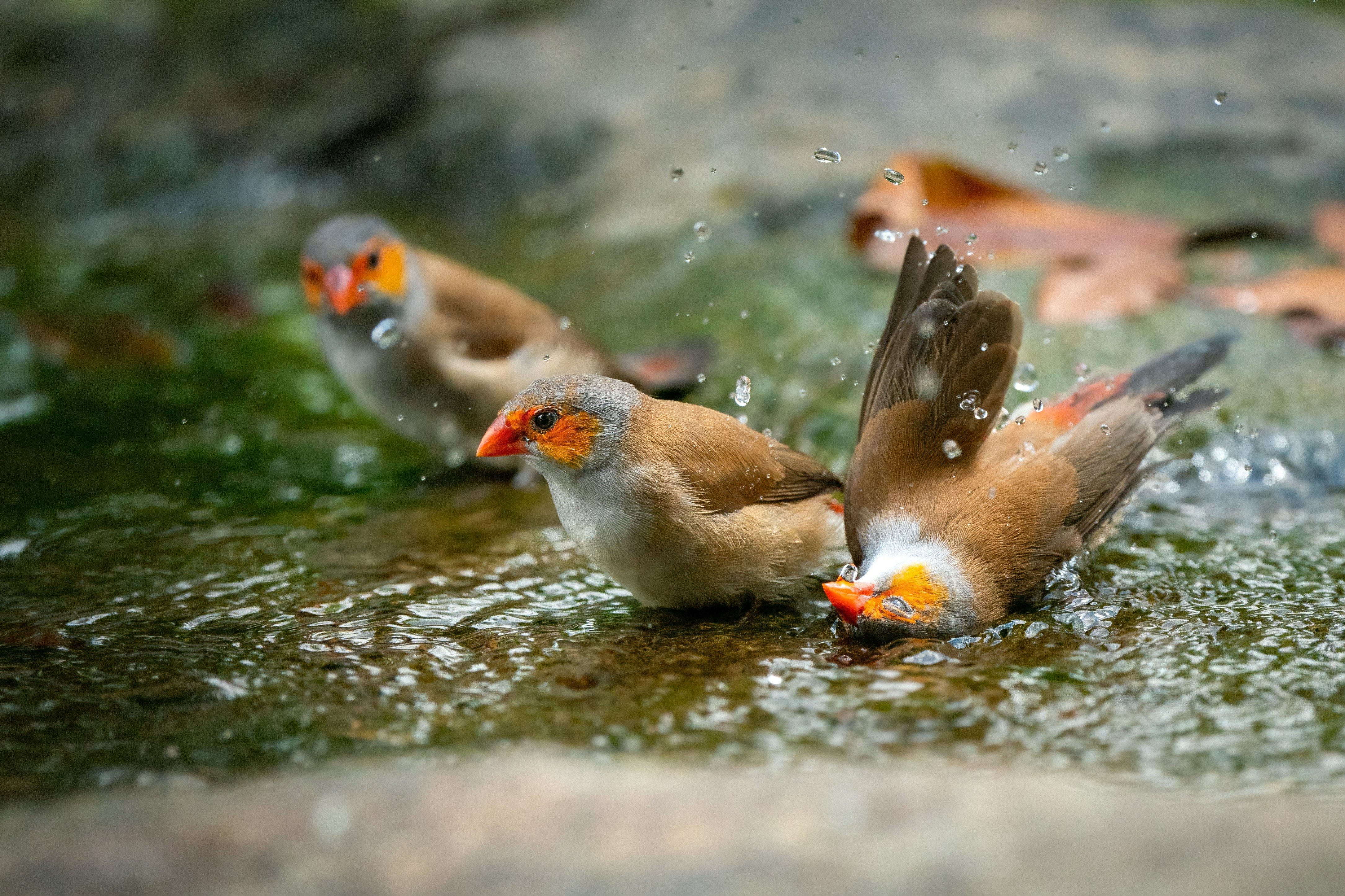 Three birds enjoying a splash bath in a serene water setting, showcasing their vibrant colors and playful behavior.
