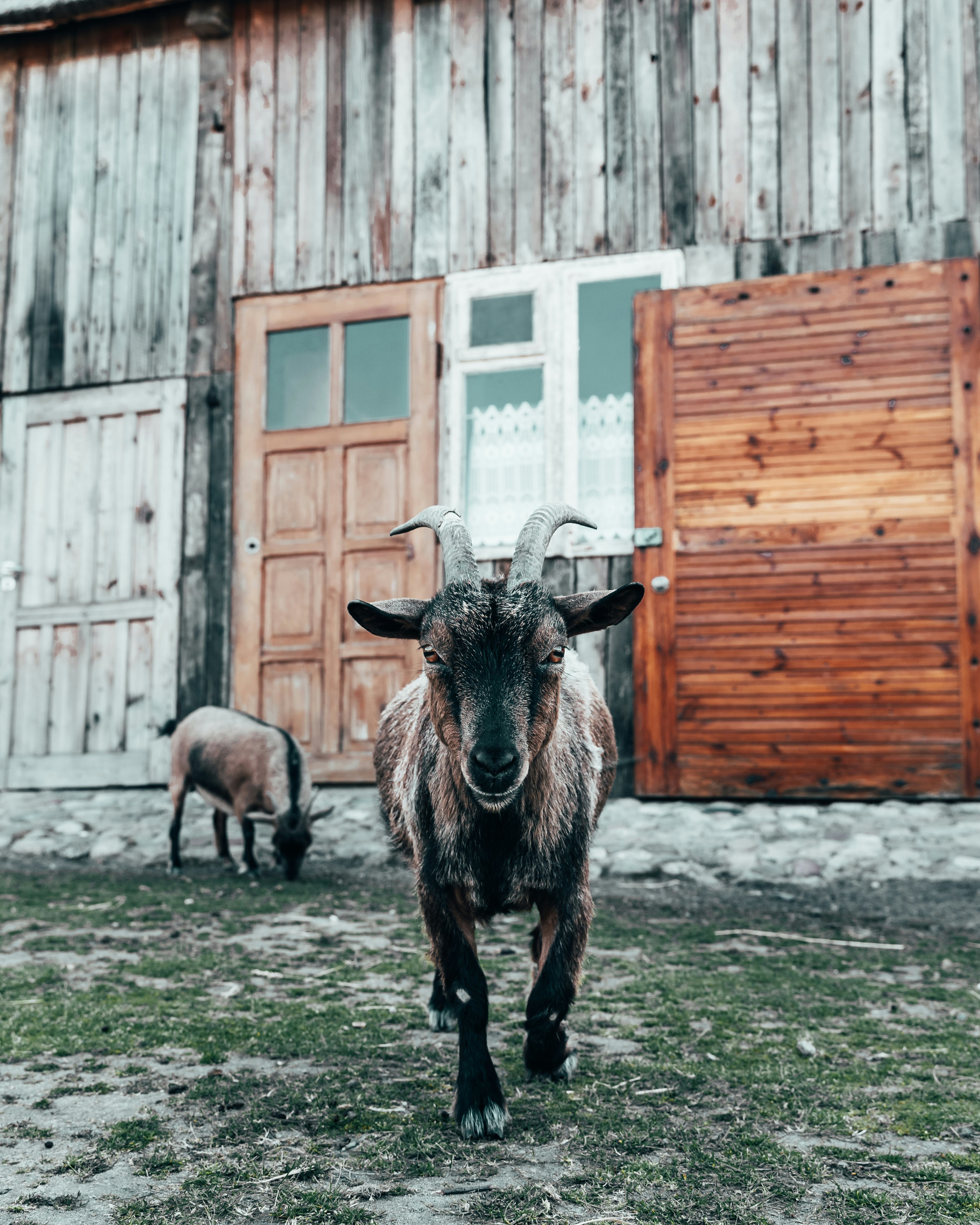 Goats at the Barn: A Curious Portrait in Weathered Wood