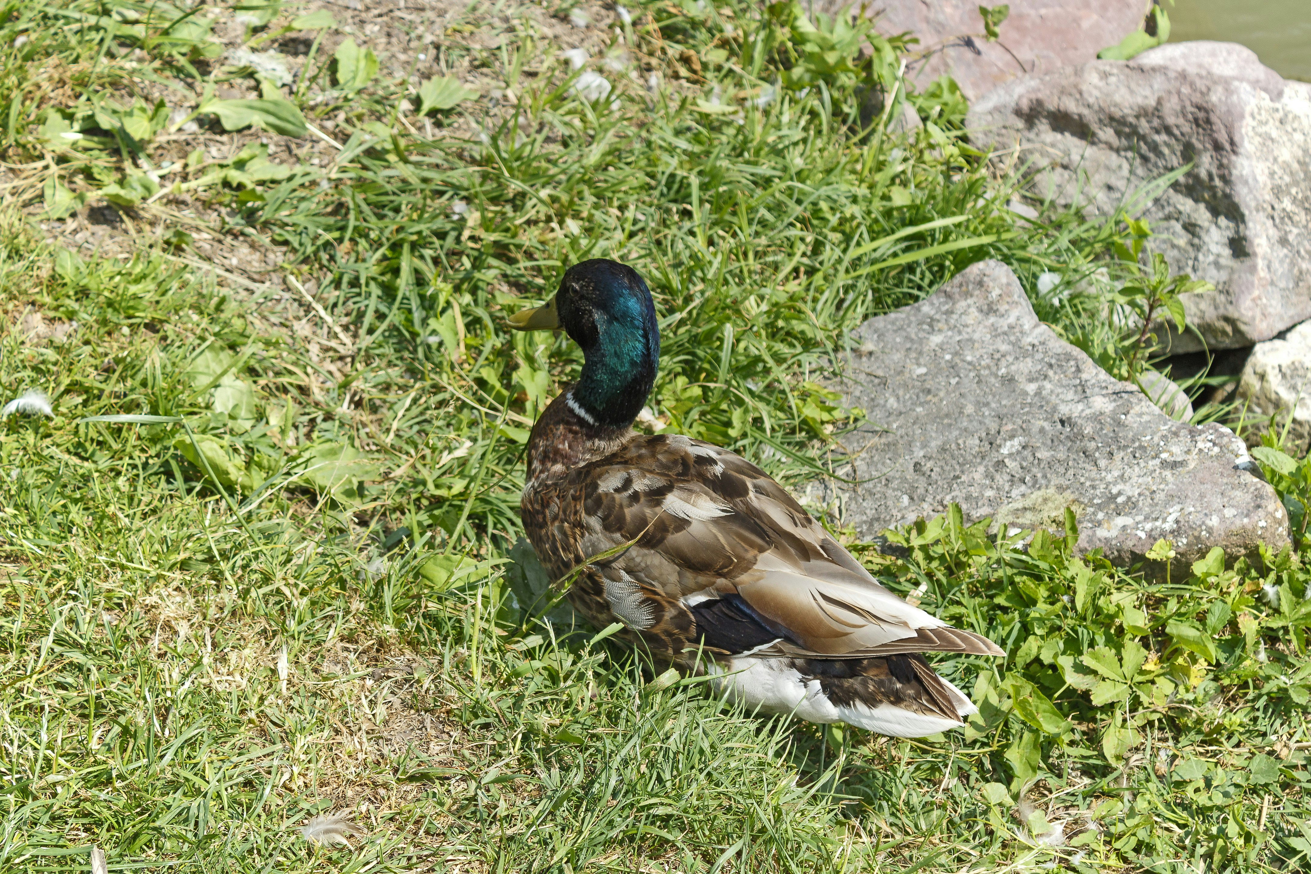 Iridescent Mallard Resting Amid Sunlit Grass and Stones