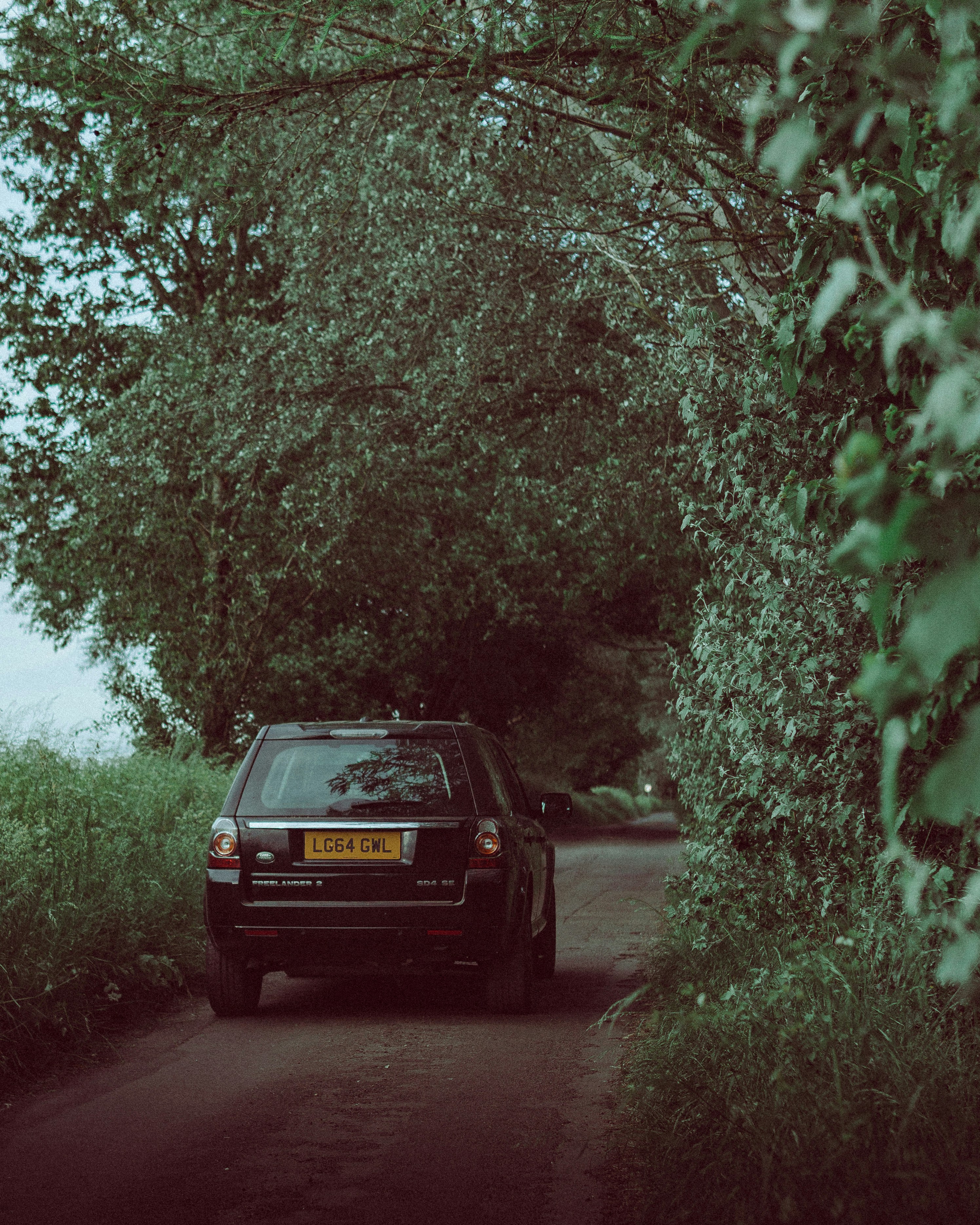Misty rural lane: a lone SUV veiled by overhanging foliage
