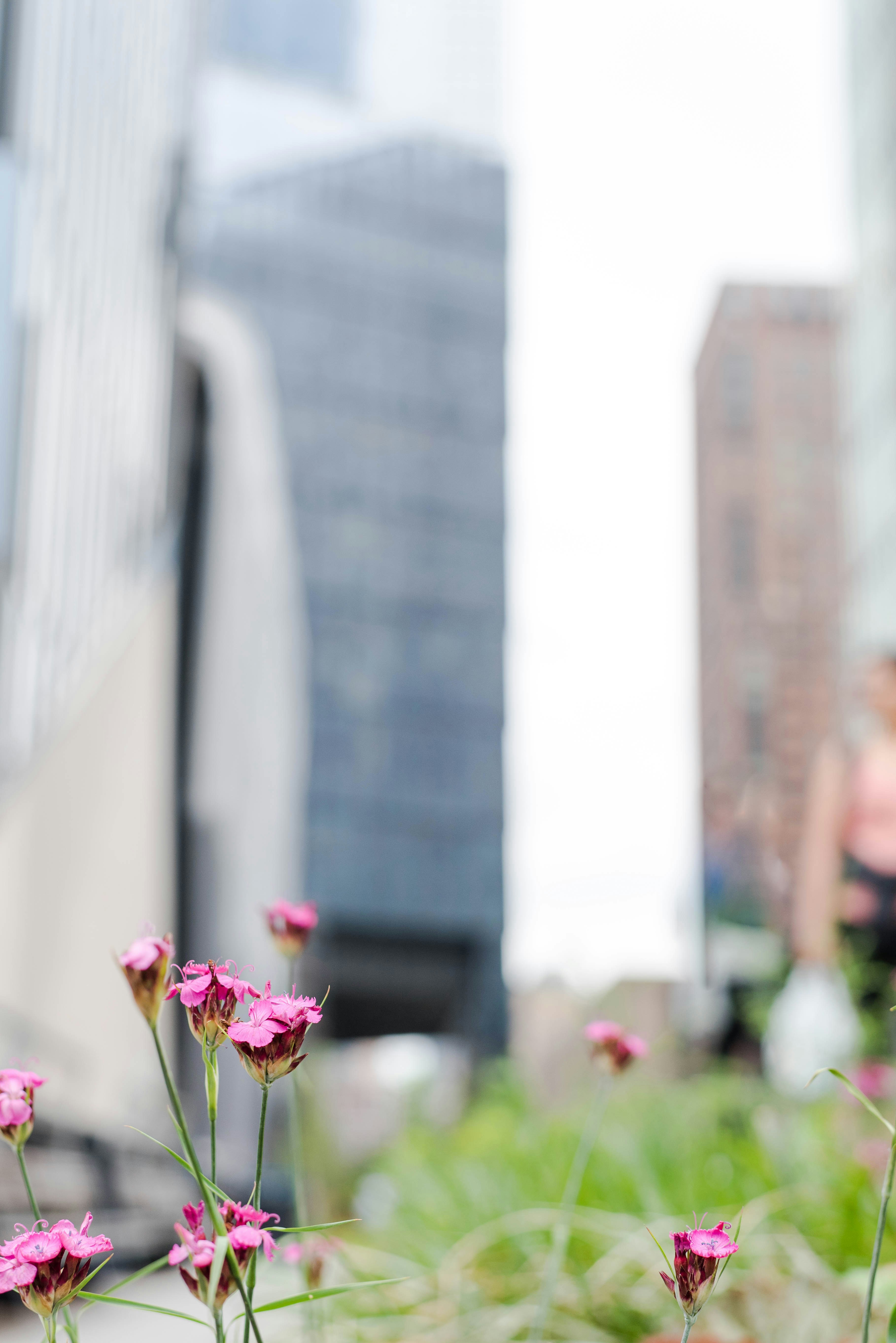 Petals in the City Gap: Pink Florals Framing Skyscrapers