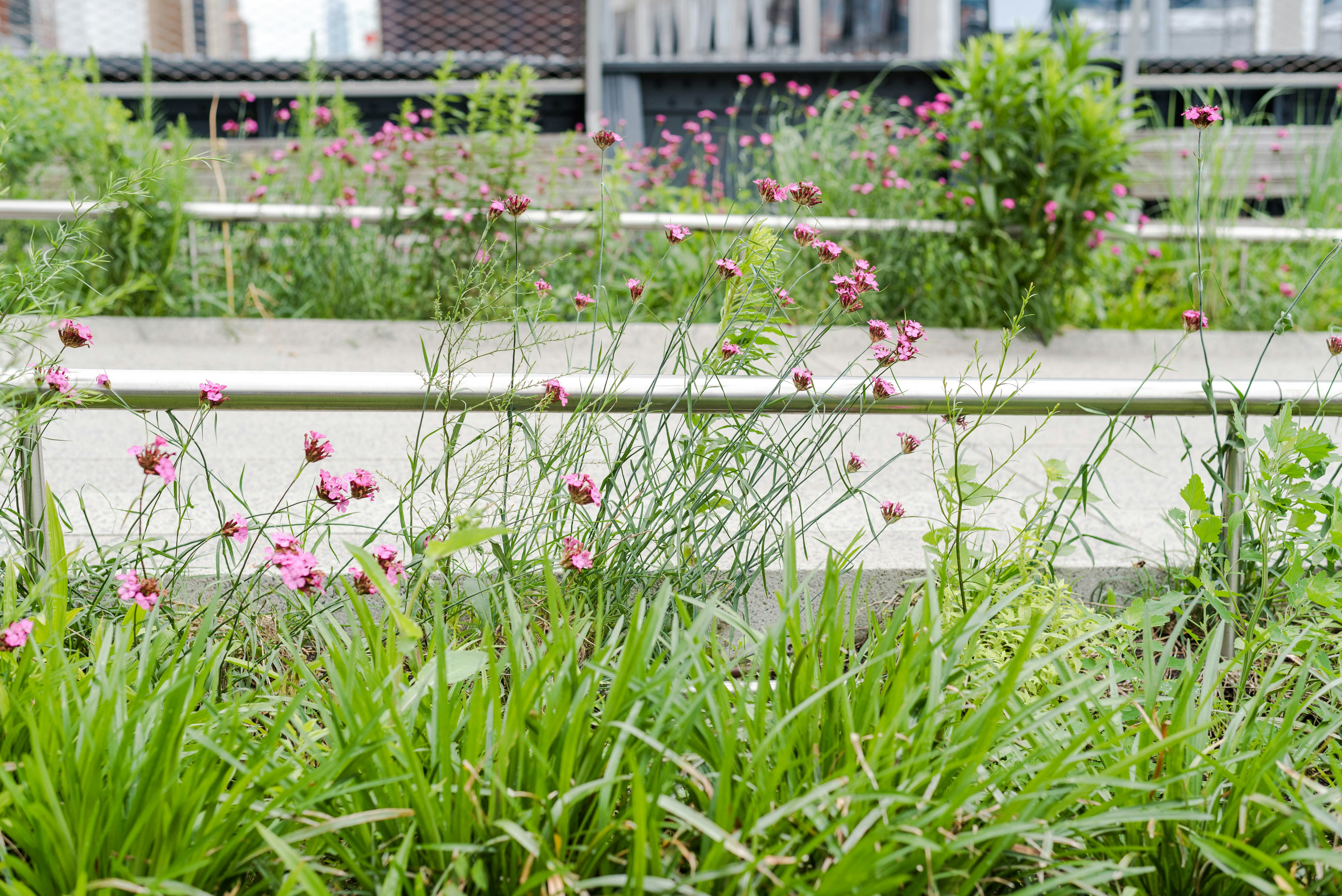 Urban Meadow: Vibrant Flora Framed by City Rails