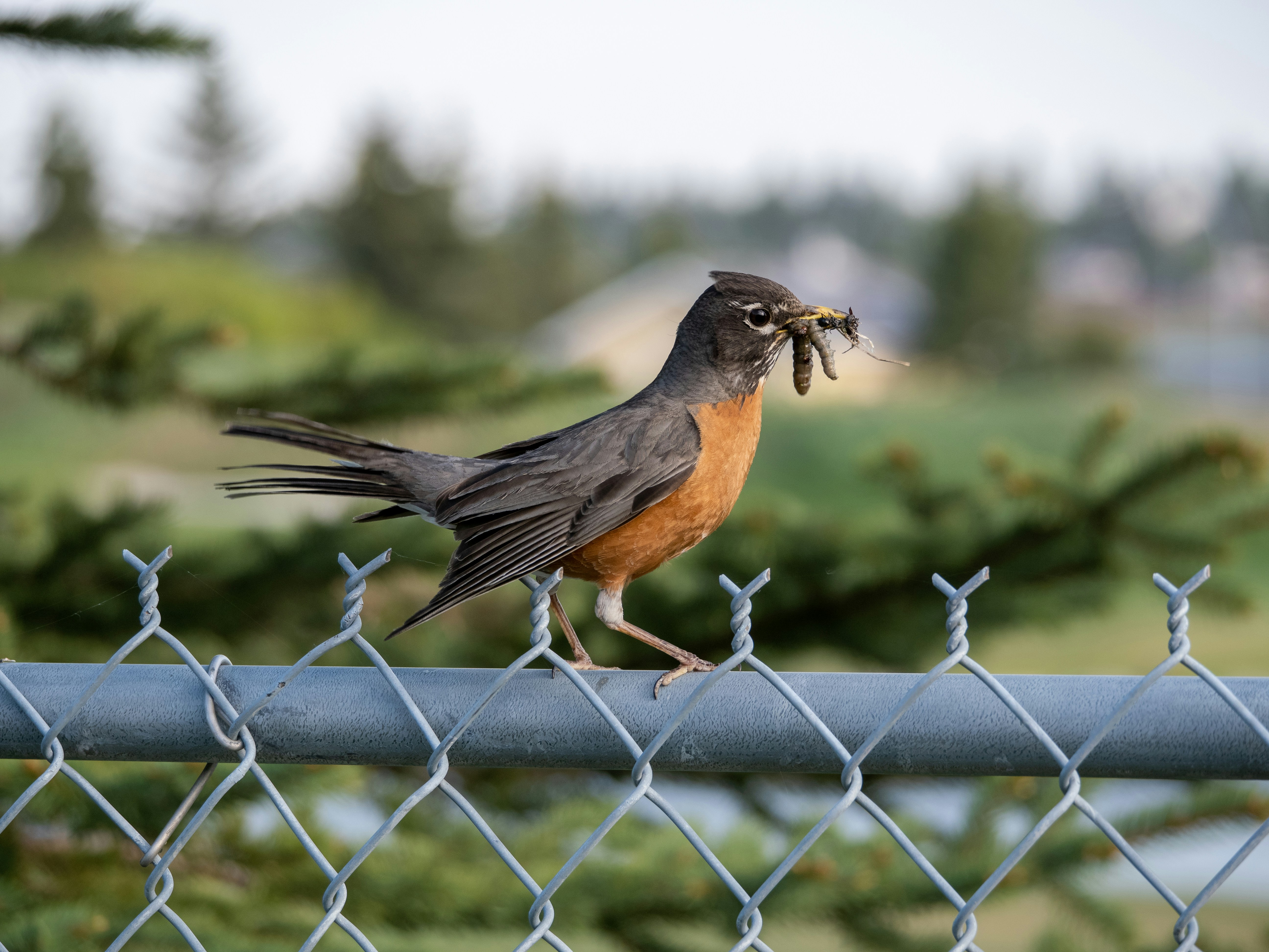 American robin perched on a fence, clutching a worm in its beak against a blurred green background.
