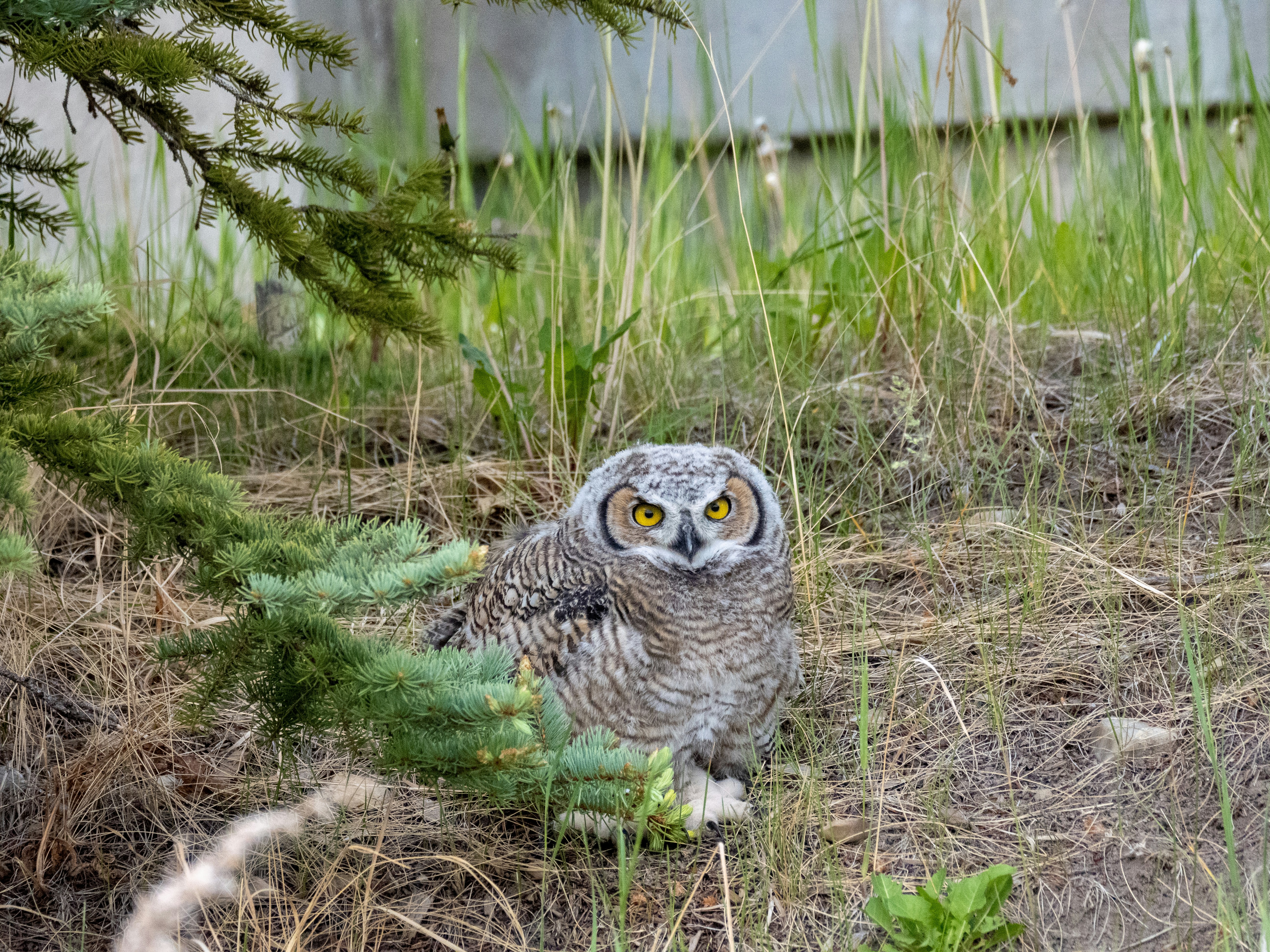 Great horned owl perched among the grass and foliage, observing its surroundings with intense yellow eyes.