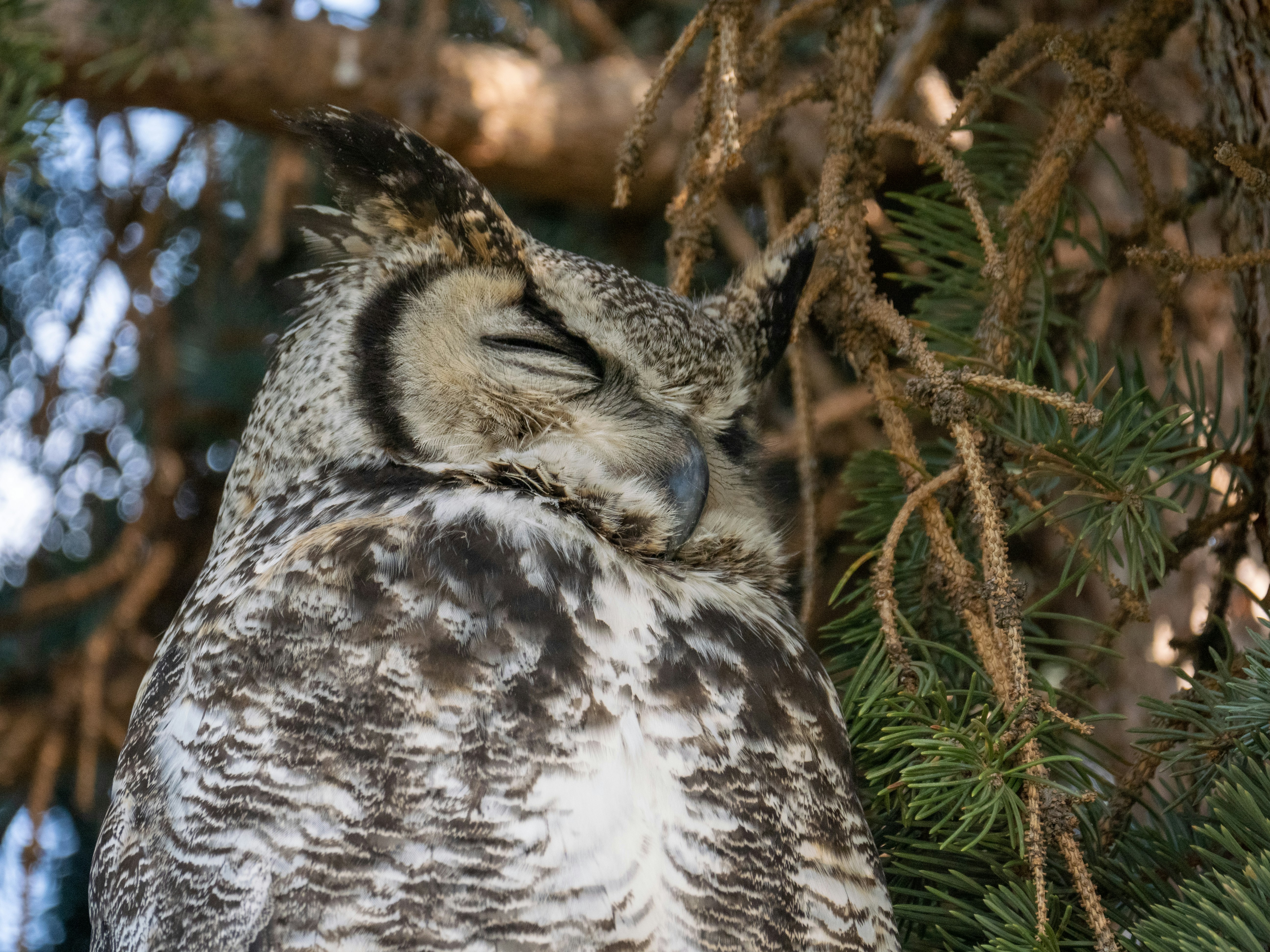 Quiet Crowned Rest: An Owl Dozes Among Pine Needles