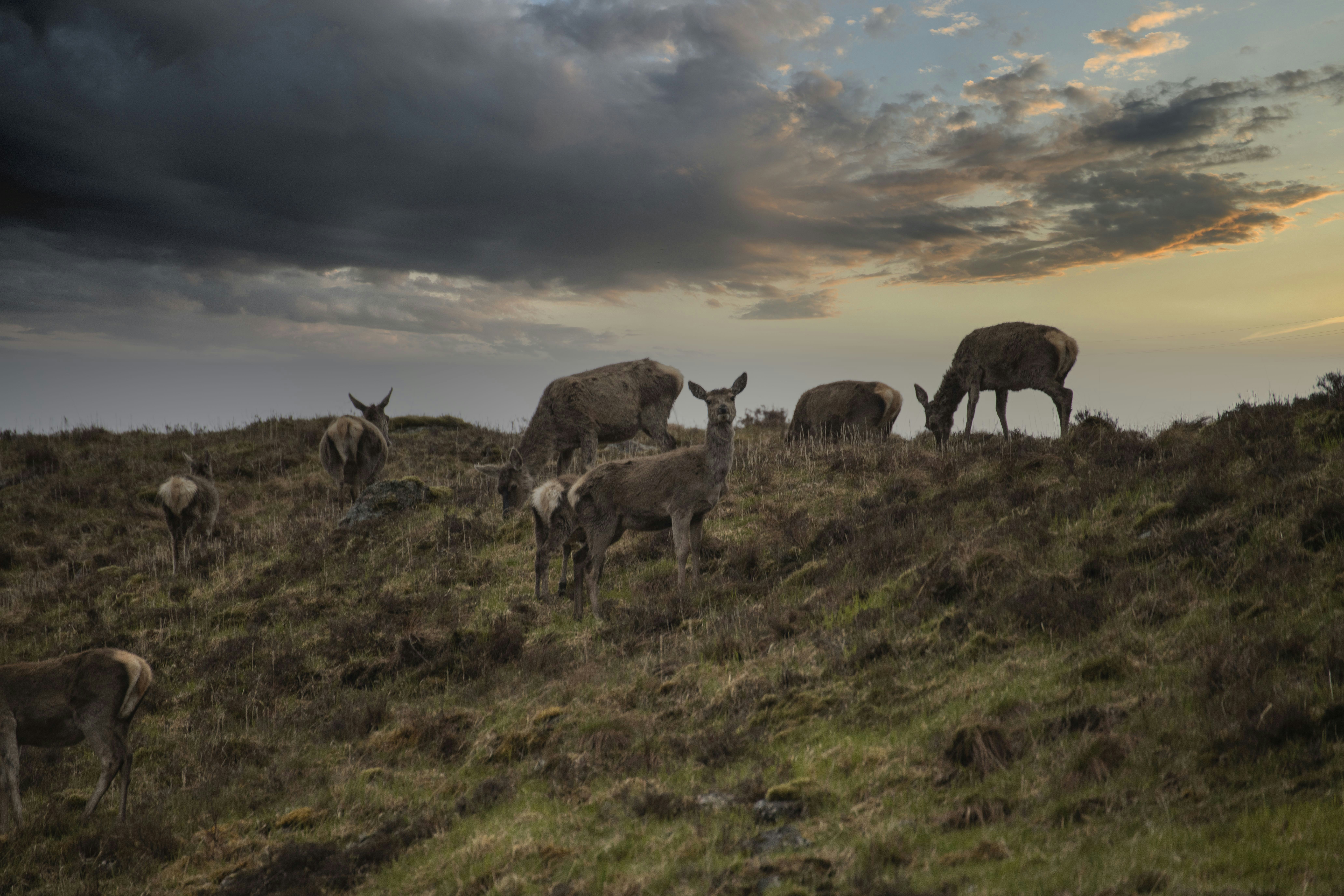Evening Ridge: A Quiet Herd on a Wind-Swept Hill