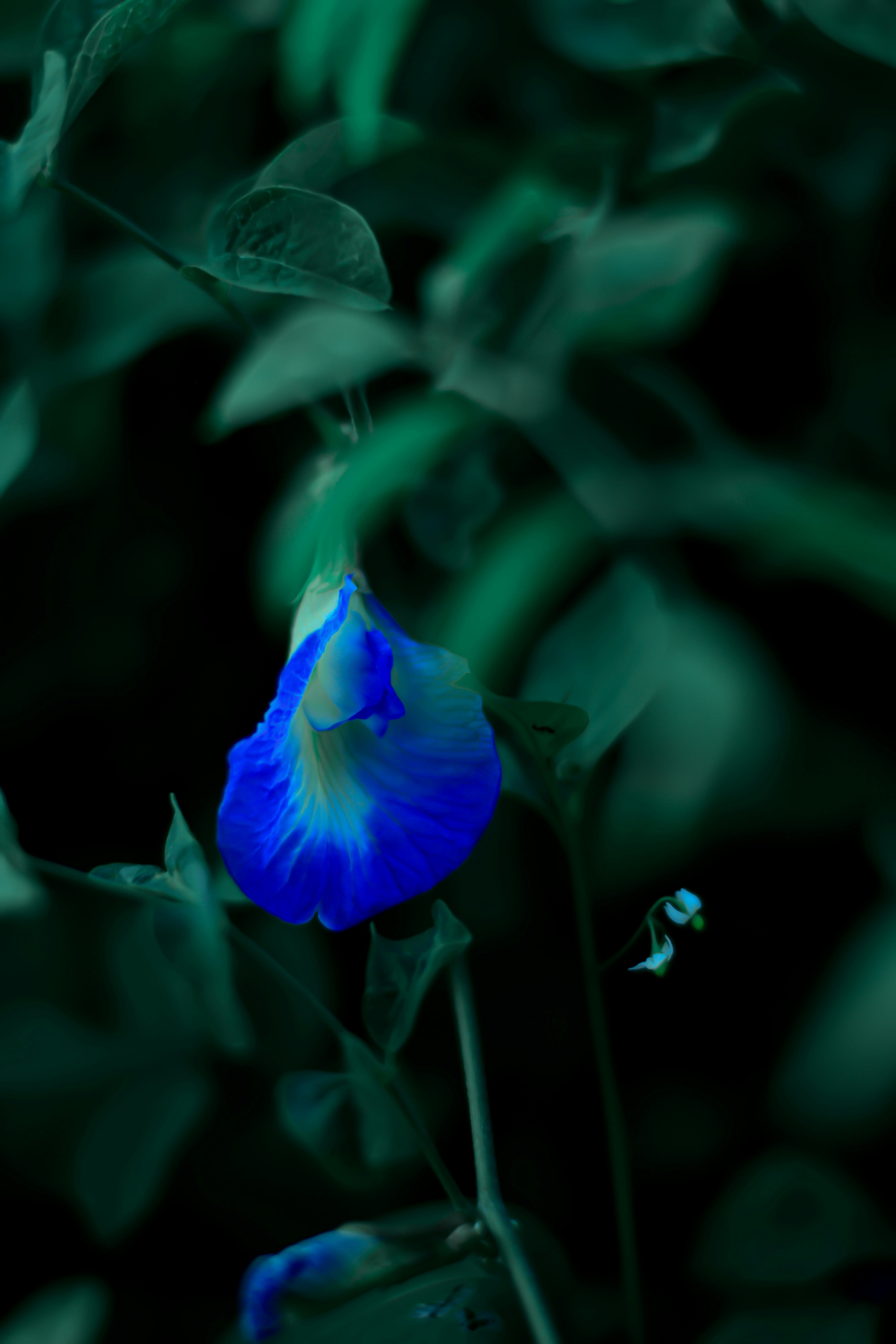 Blue flower in tilt shift lens photo – Free Flower Image on Unsplash