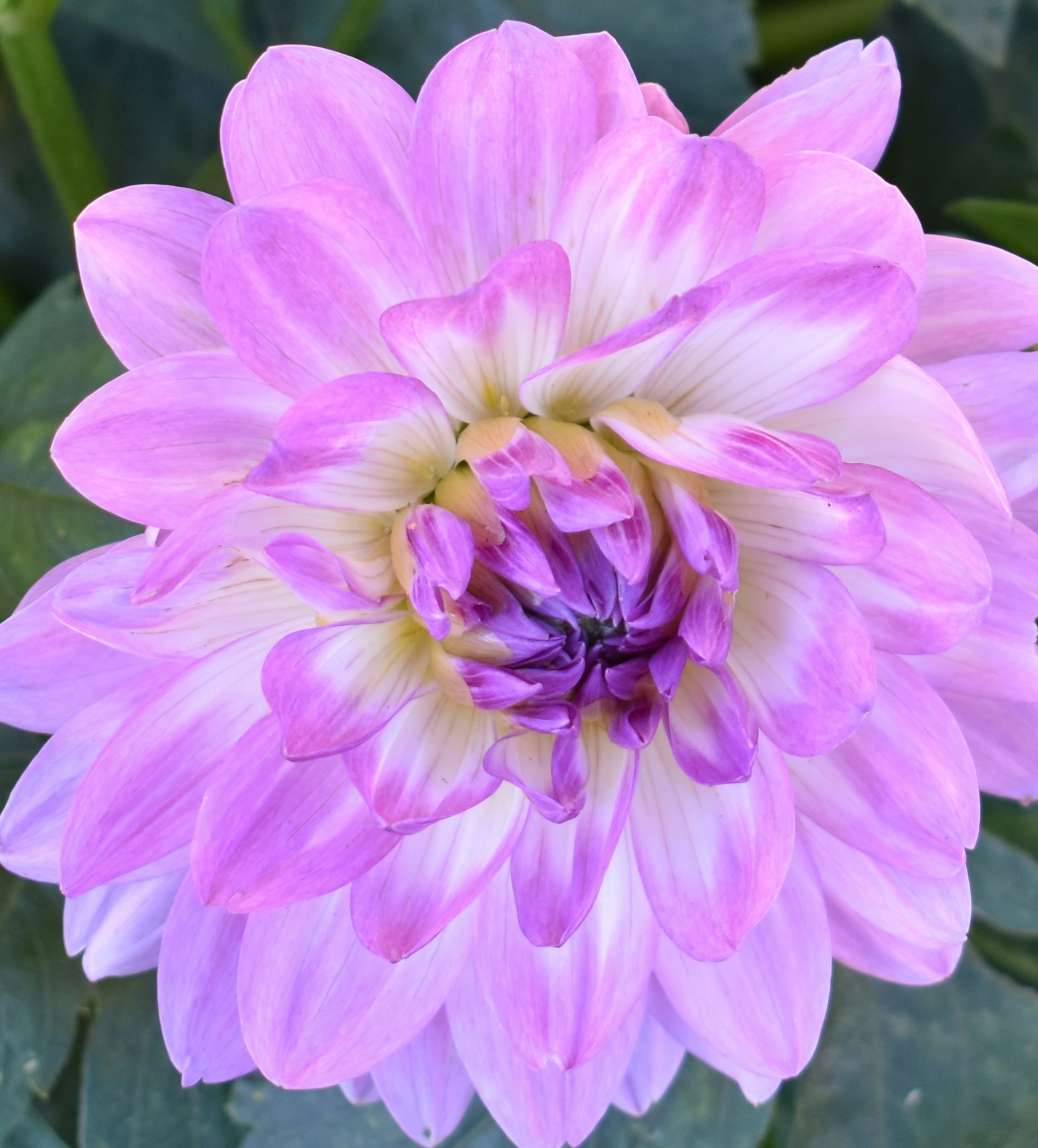 Closeup of a light purple Dahlia in full bloom. 