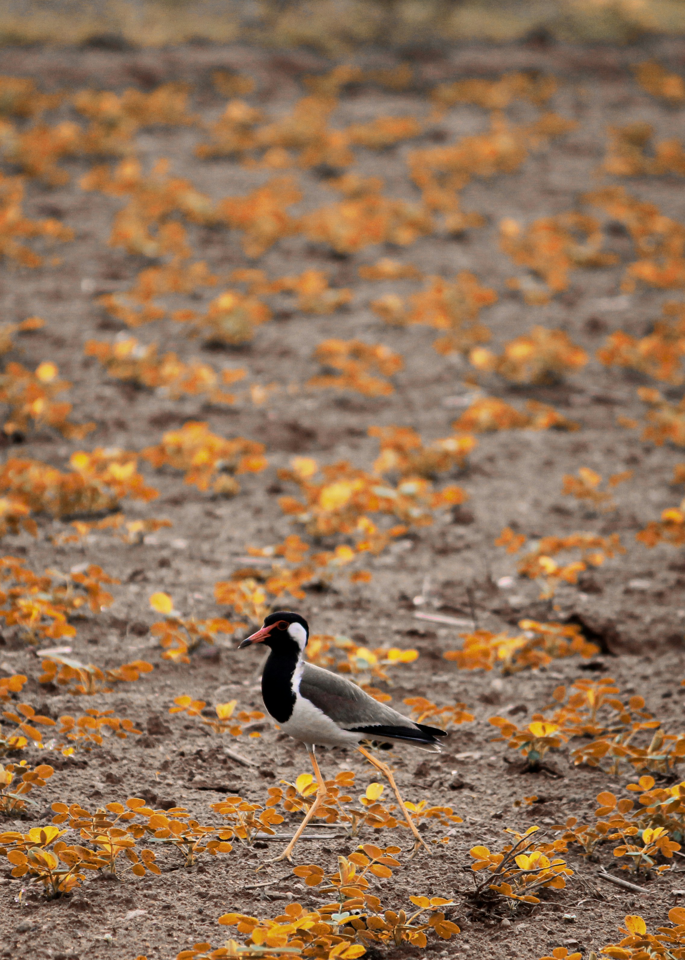 550+ Youtube Thumbnail Pictures | Download Free Images on Unsplash