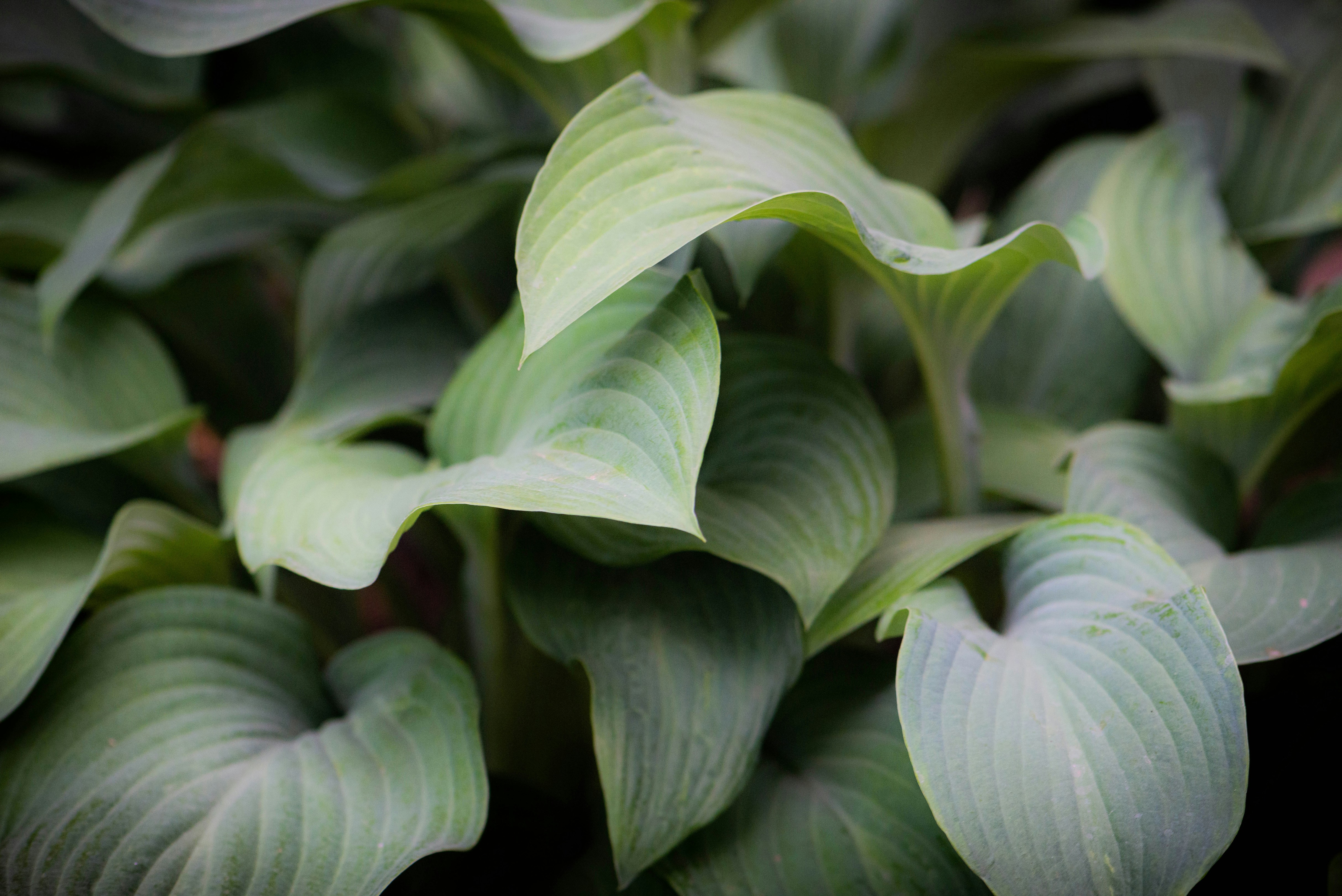 Close-up of lush green leaves showcasing intricate textures and patterns. The image highlights the natural beauty of foliage.