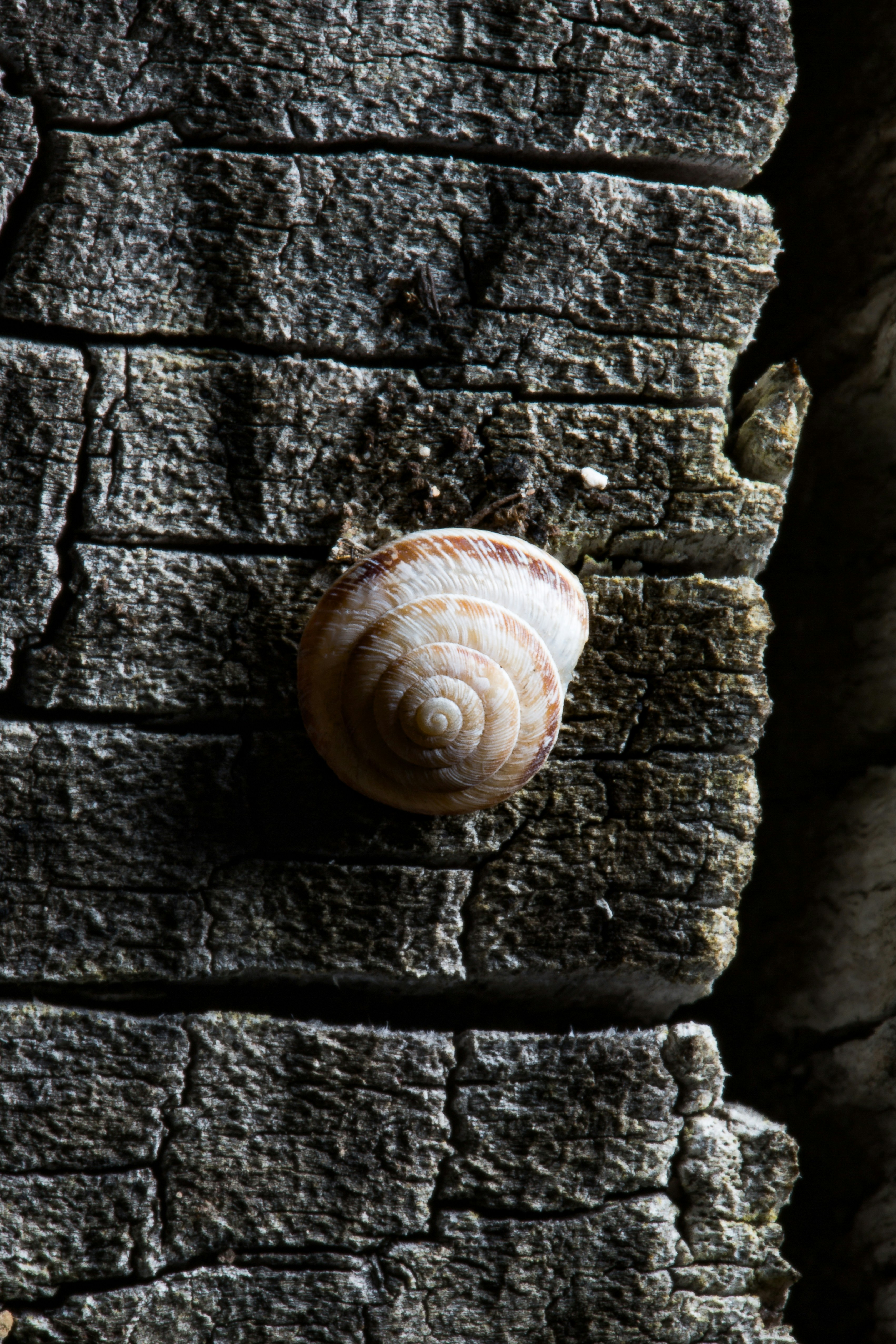 Shell on Weathered Wood: A Quiet Moment of Ocean Time