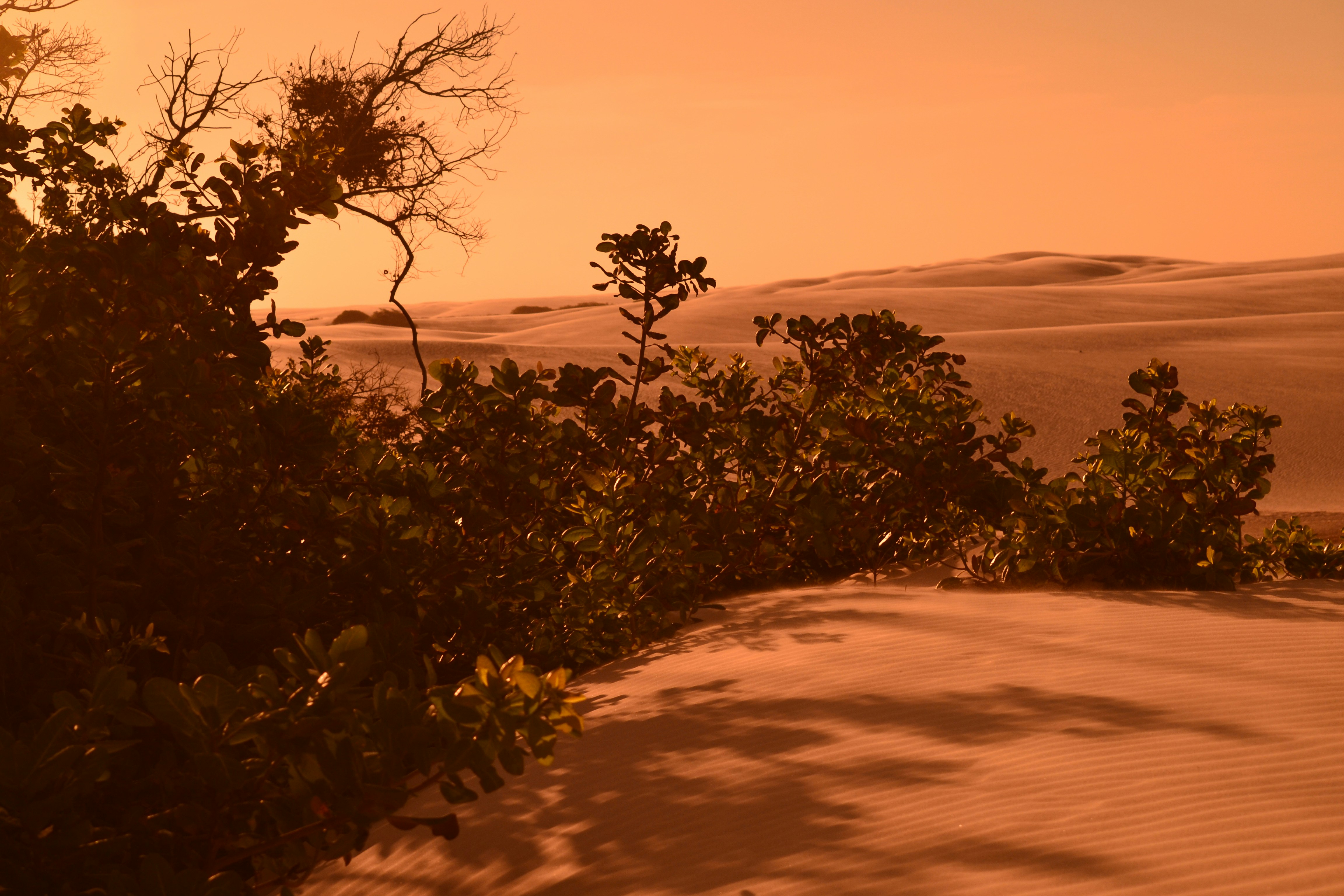 Trees casting long shadows over sunlit sand dunes in a desert landscape.
