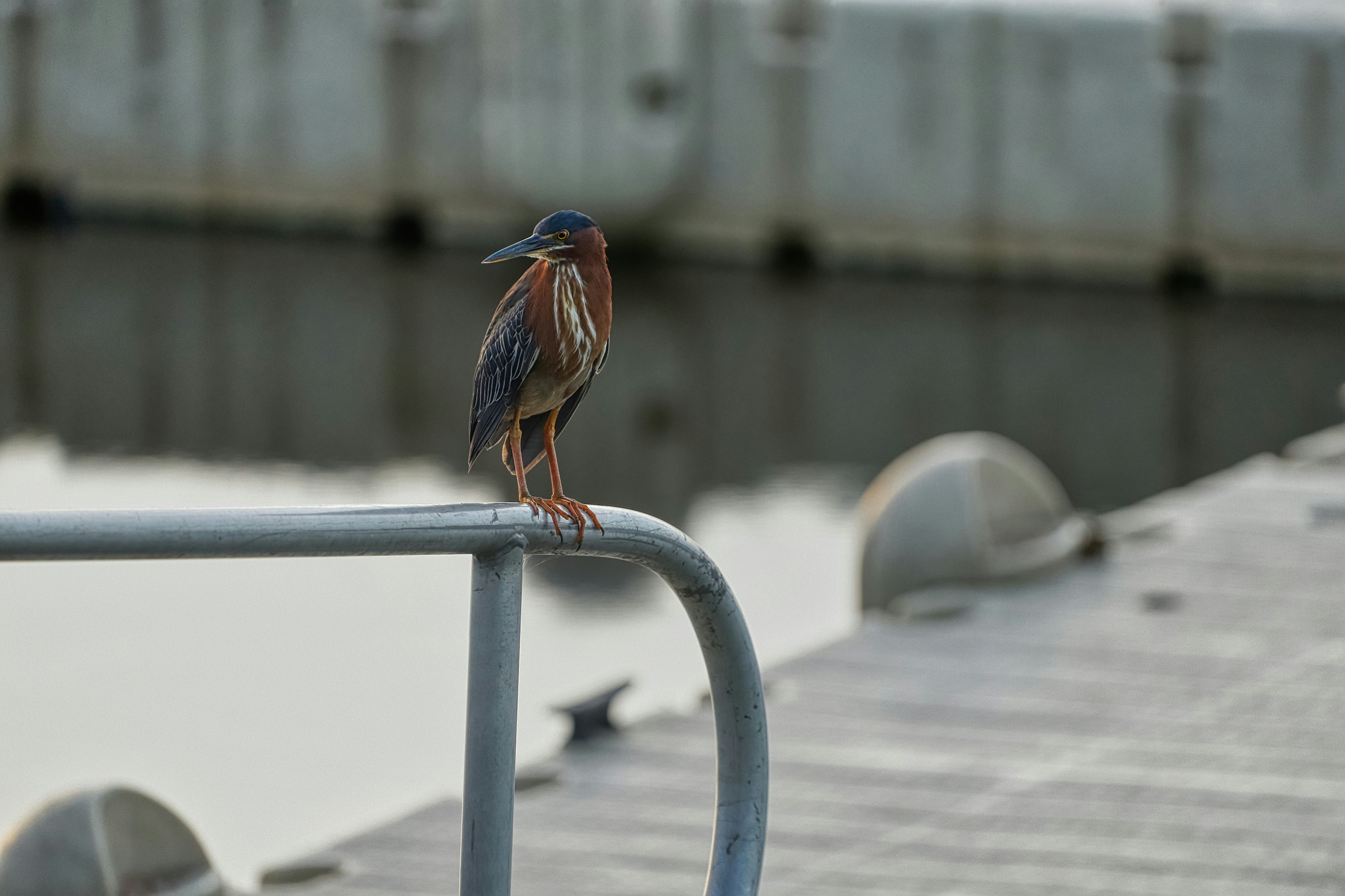 Harbor Kingfisher Perched on a Curved Rail Over a Quiet Marina