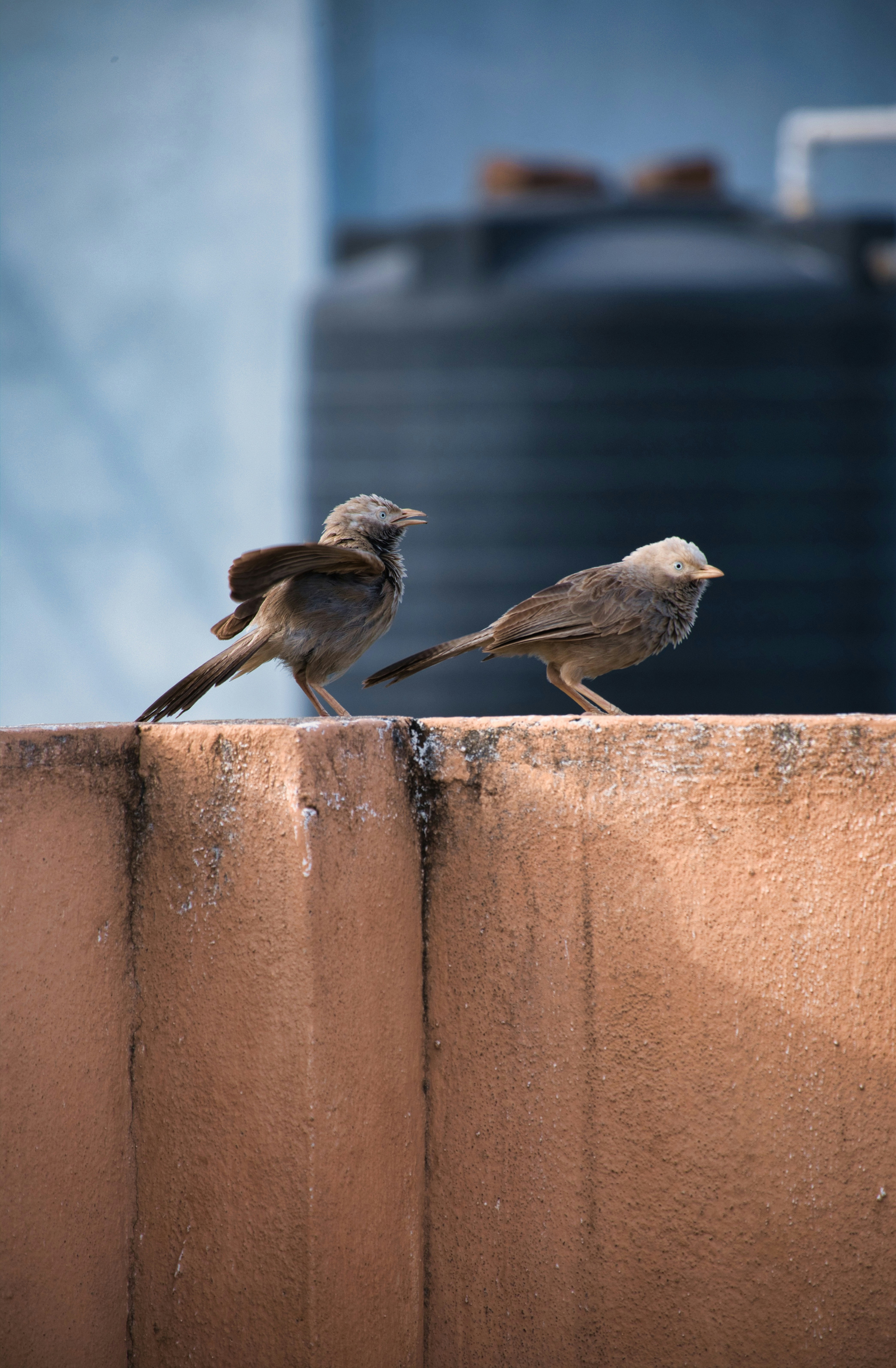 brown bird on brown wooden fence during daytime