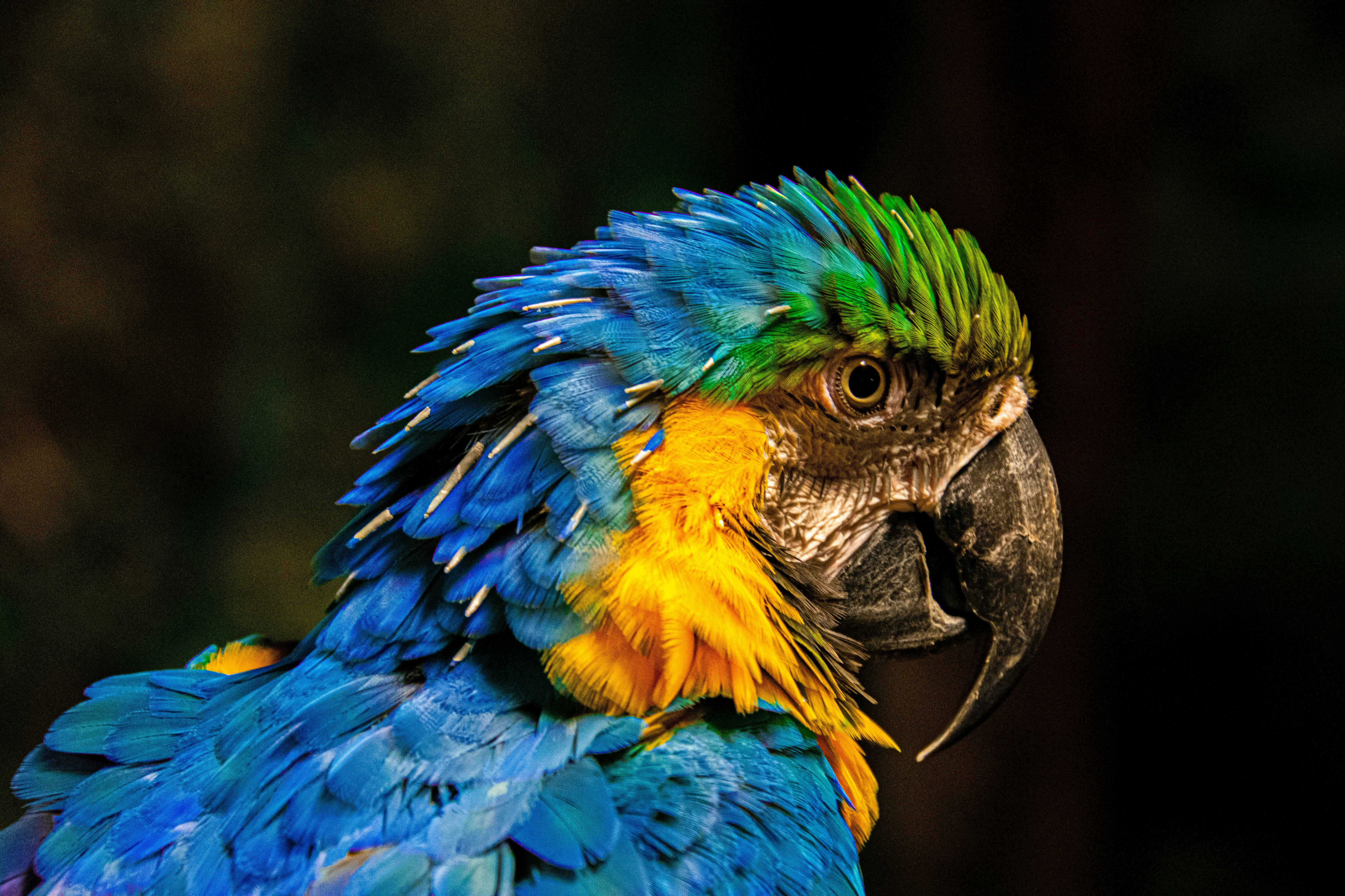 Blue yellow and green parrot photo – Free Parrots Image on Unsplash